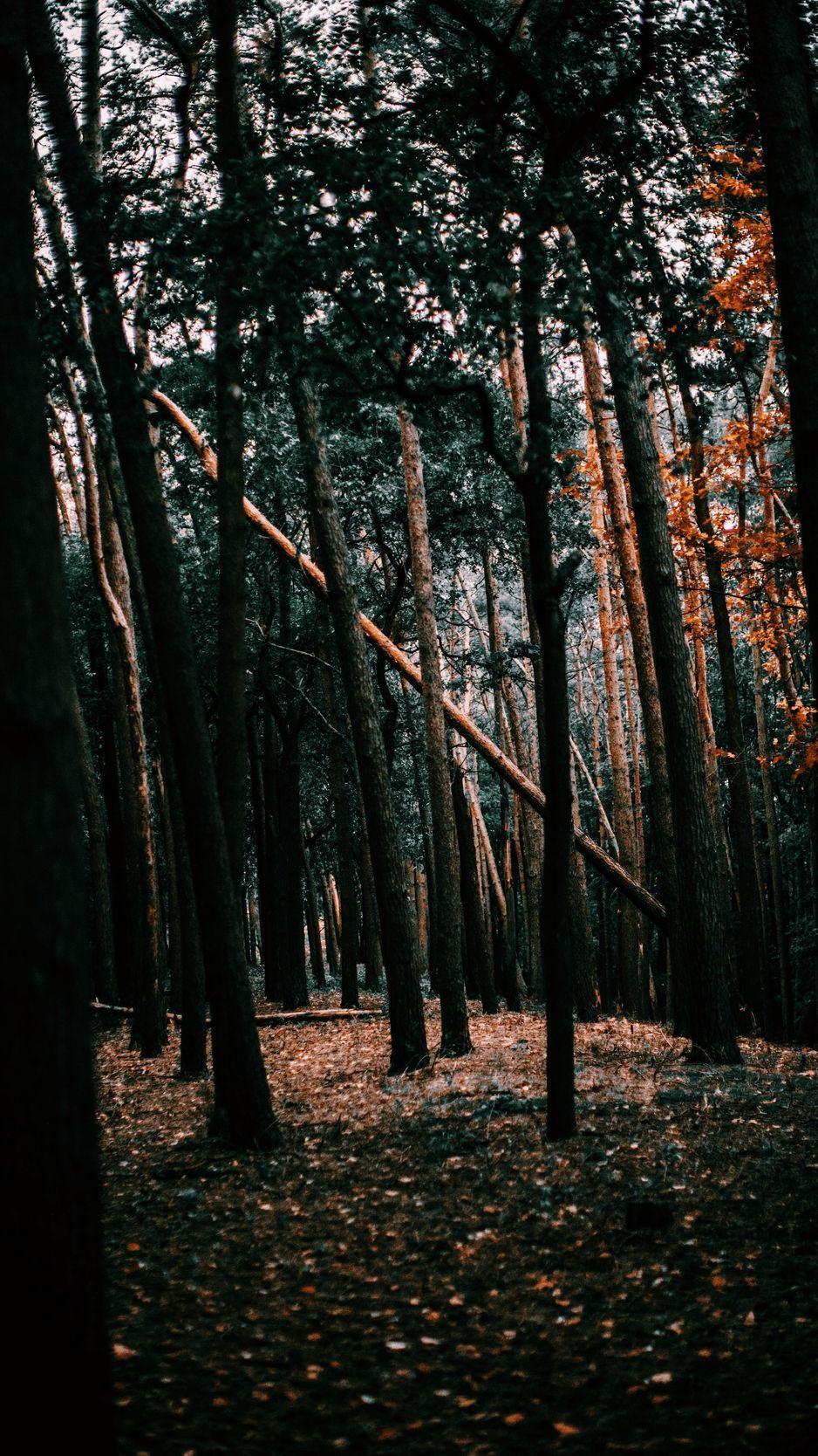 Woodland iPhone Wallpapers - Top Free Woodland iPhone Backgrounds ...