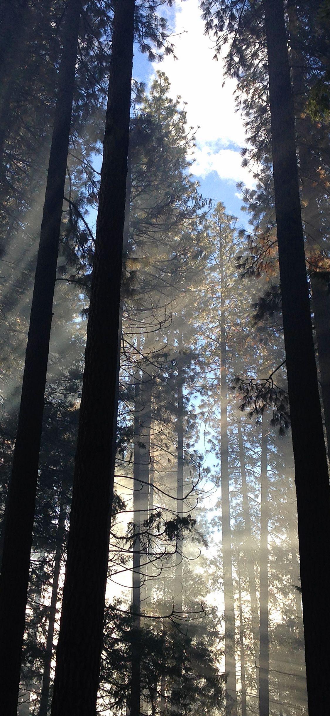 Woodland iPhone Wallpapers - Top Free Woodland iPhone Backgrounds ...