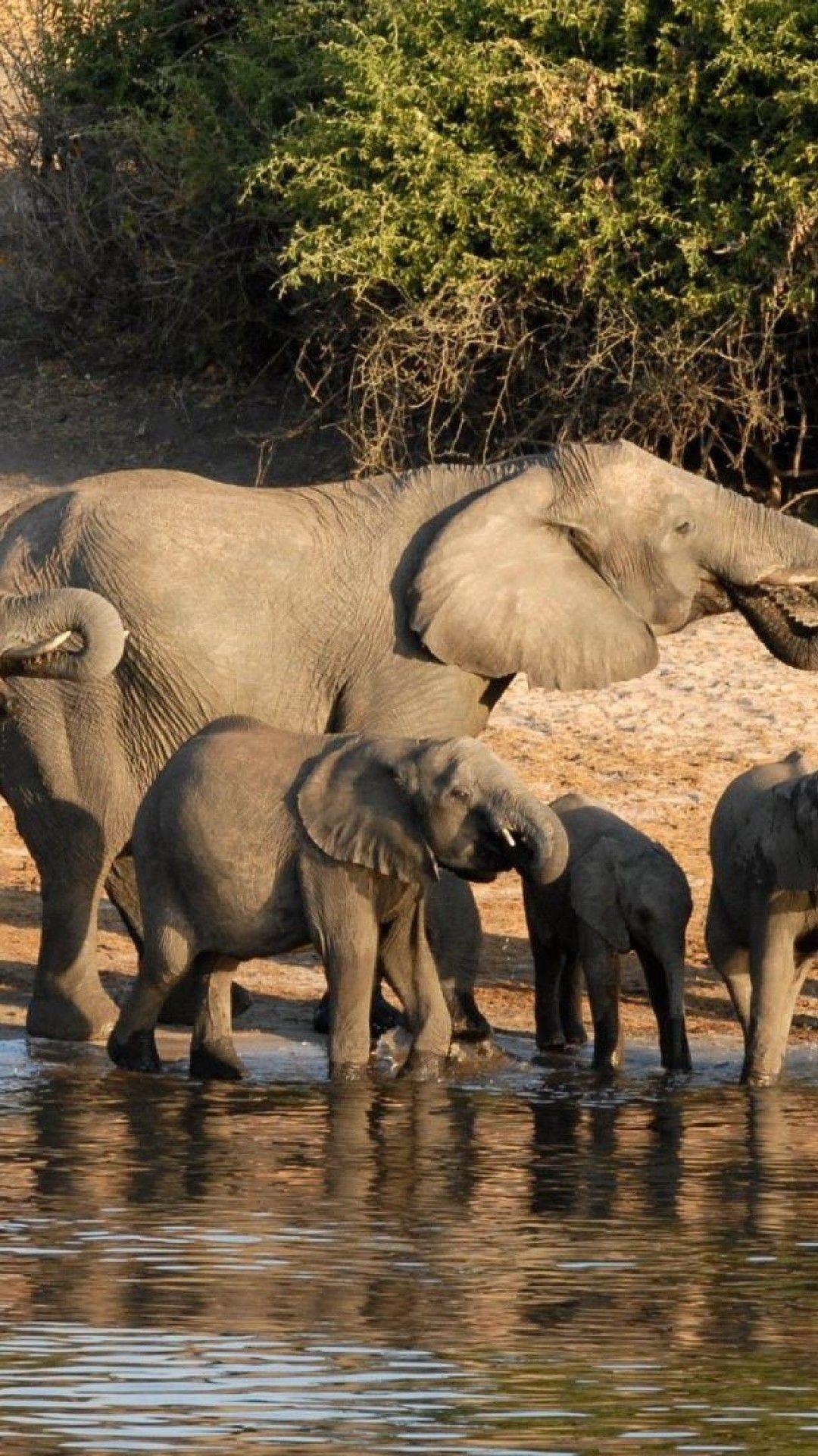 Baby Elephant iPhone Wallpapers - Top Free Baby Elephant iPhone ...