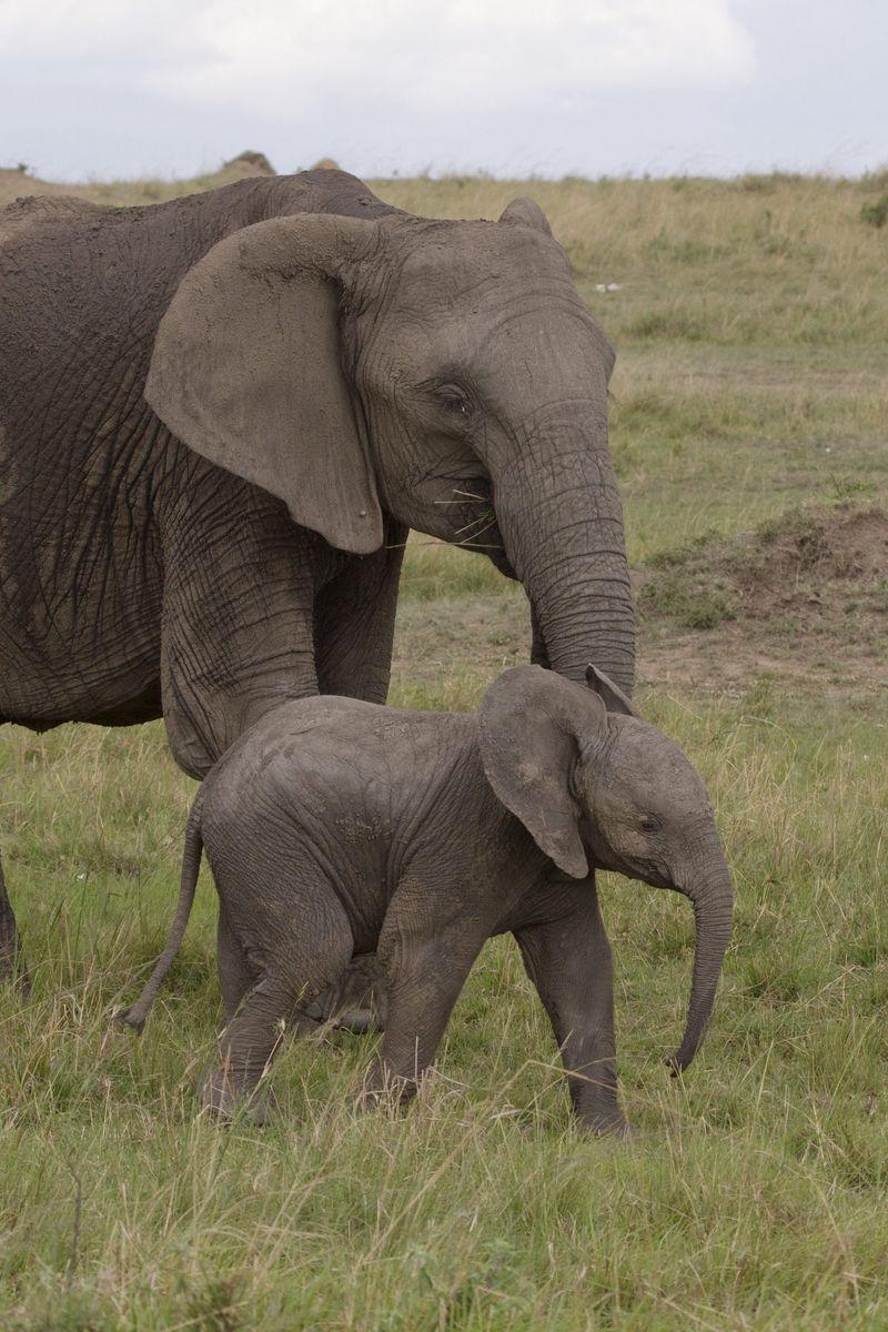 Baby Elephant iPhone Wallpapers - Top Free Baby Elephant iPhone ...