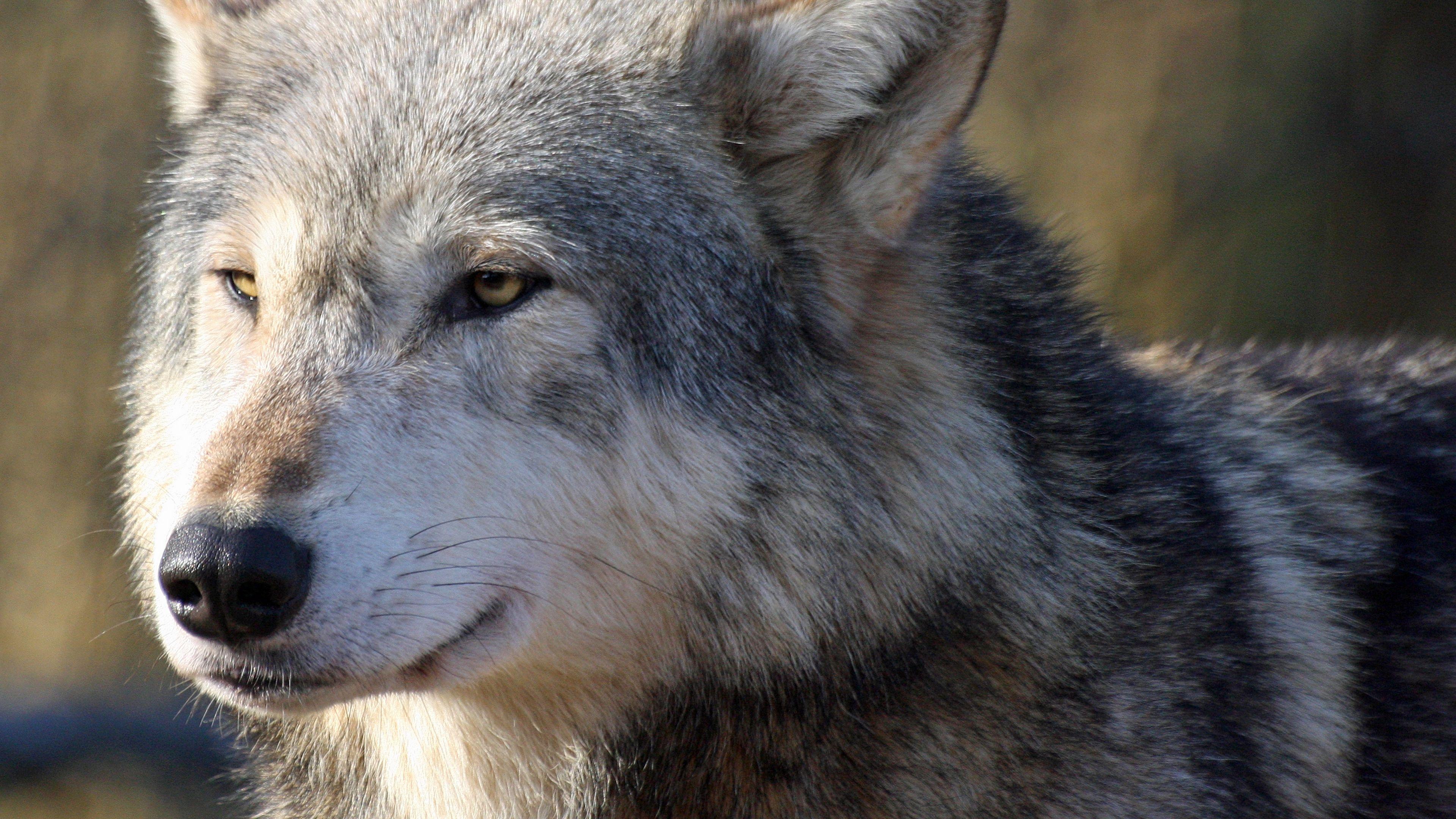 Wolf 3840X2160 Wallpapers - Top Free Wolf 3840X2160 Backgrounds ...
