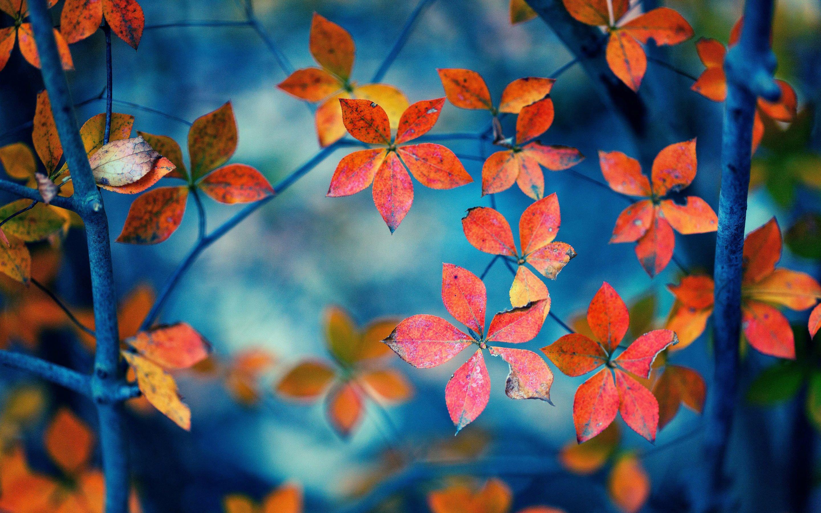 Orange Nature Wallpapers - Top Free Orange Nature Backgrounds ...