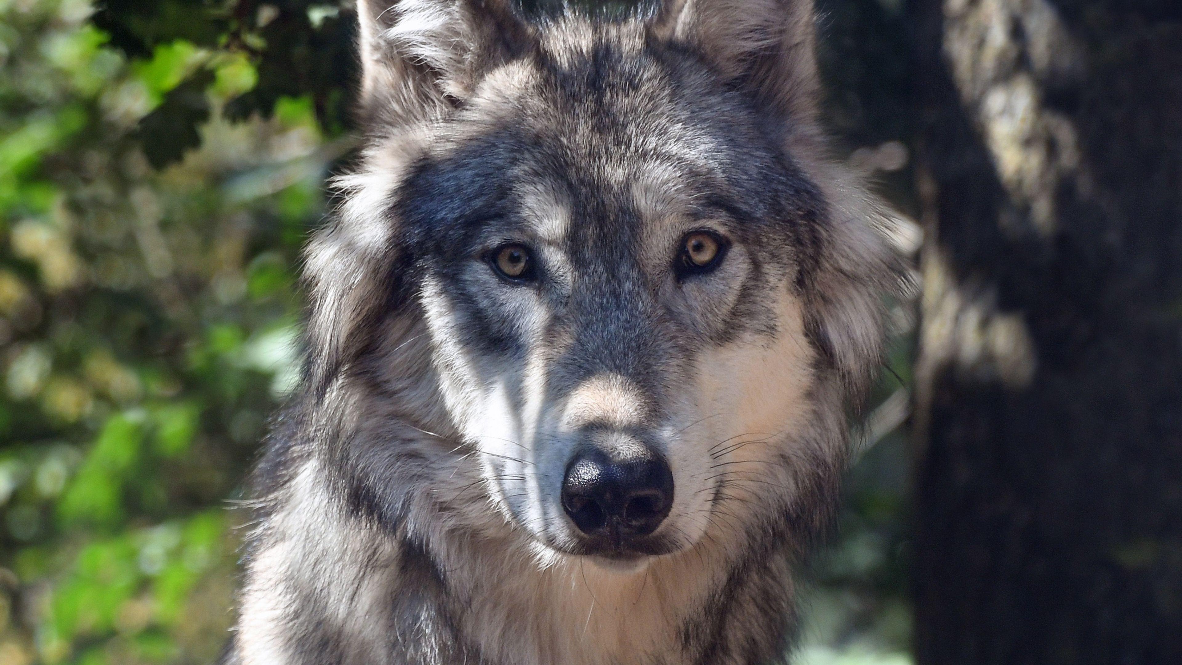 Wolf 3840X2160 Wallpapers - Top Free Wolf 3840X2160 Backgrounds ...