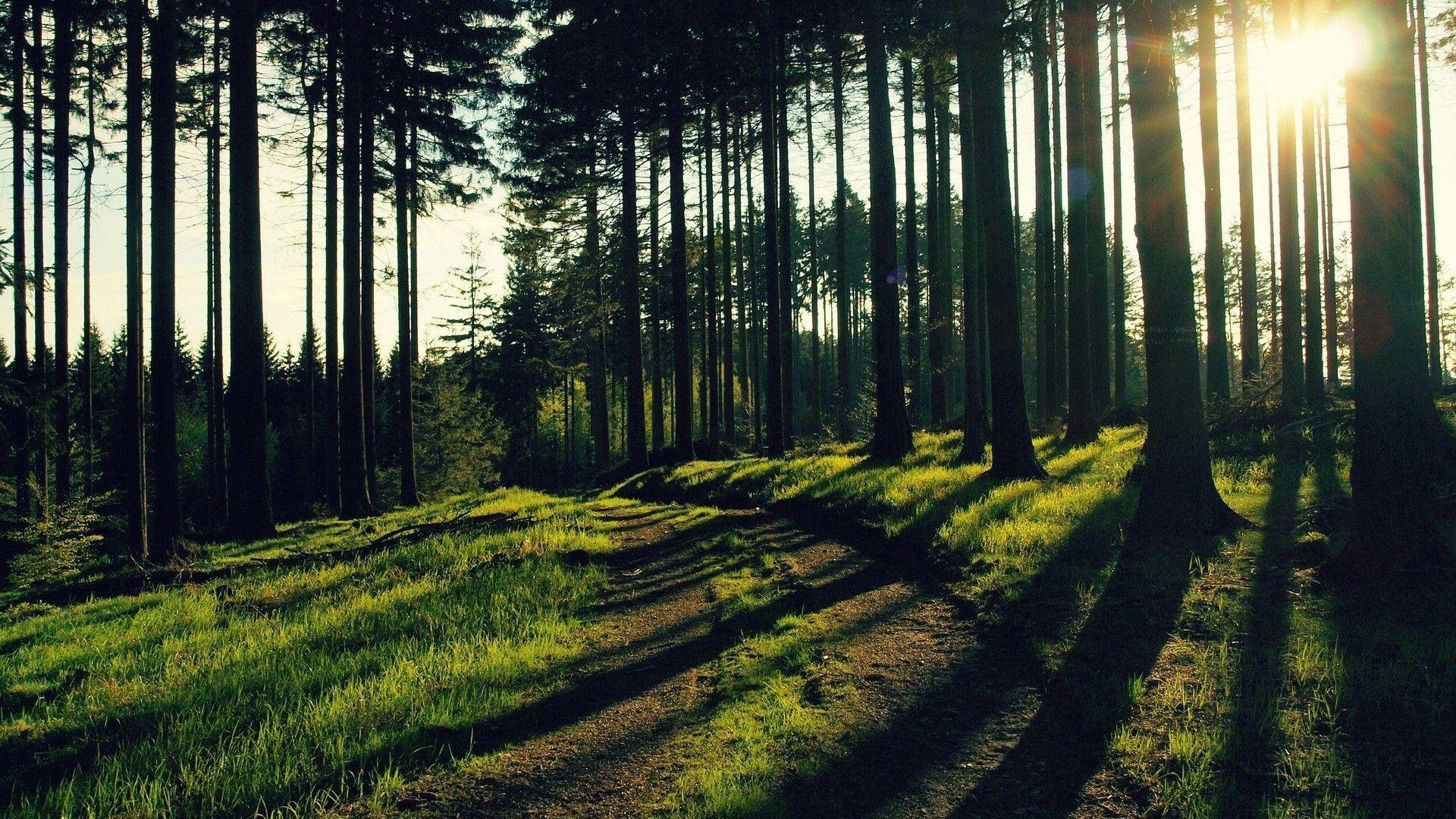 Forestry Wallpapers - Top Free Forestry Backgrounds - WallpaperAccess