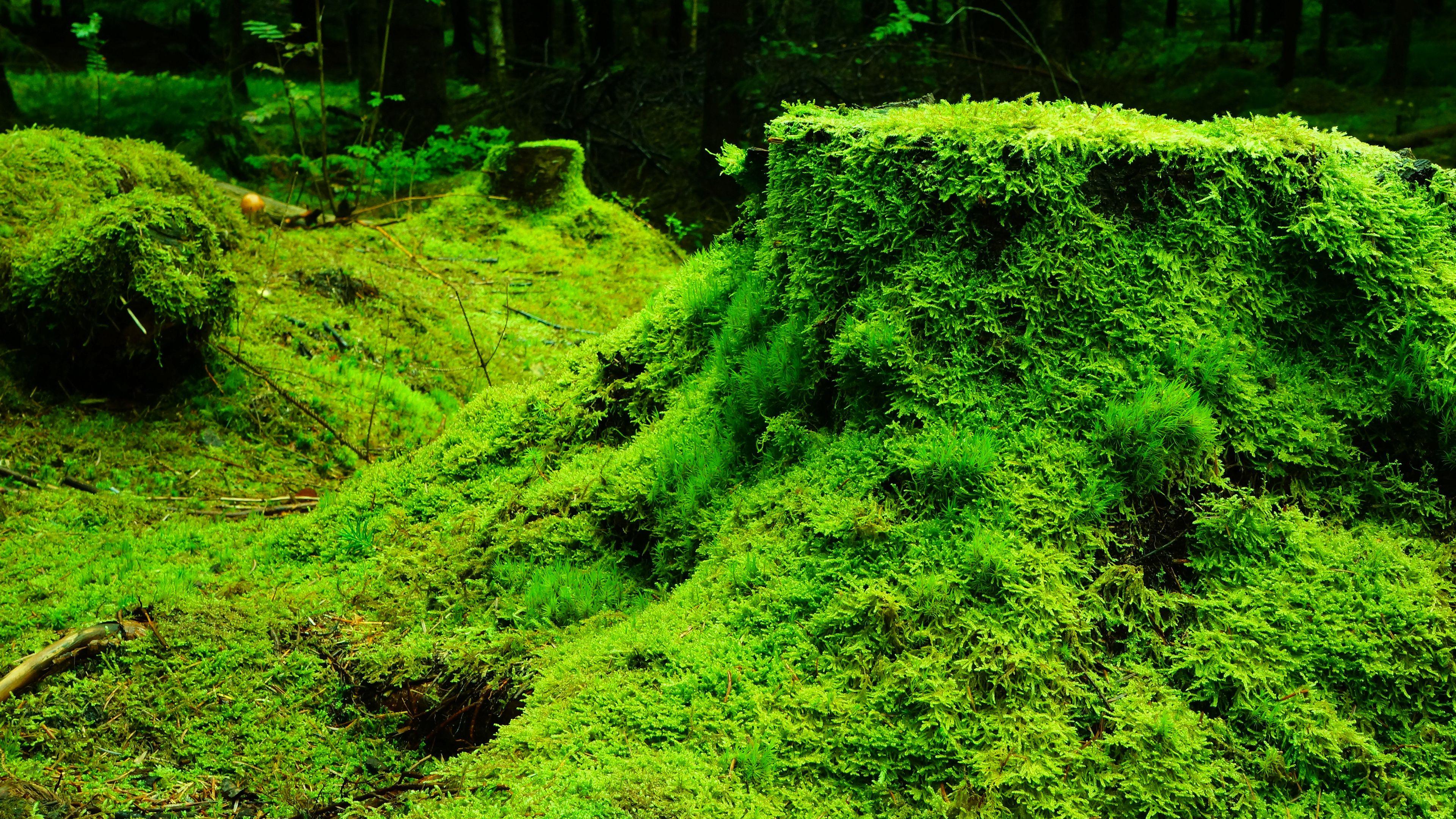 Forestry Wallpapers - Top Free Forestry Backgrounds - WallpaperAccess