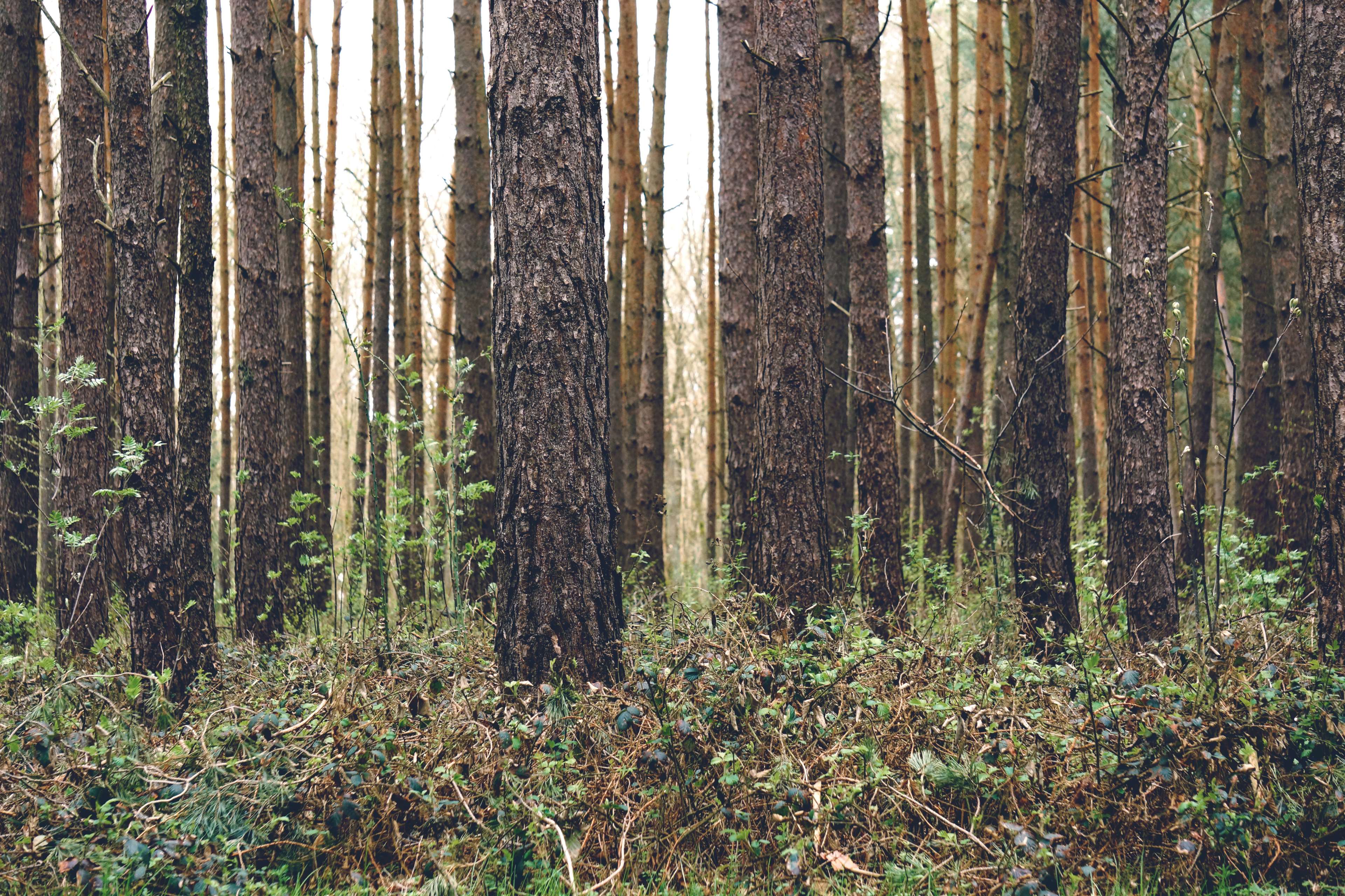 Forestry Wallpapers - Top Free Forestry Backgrounds - WallpaperAccess