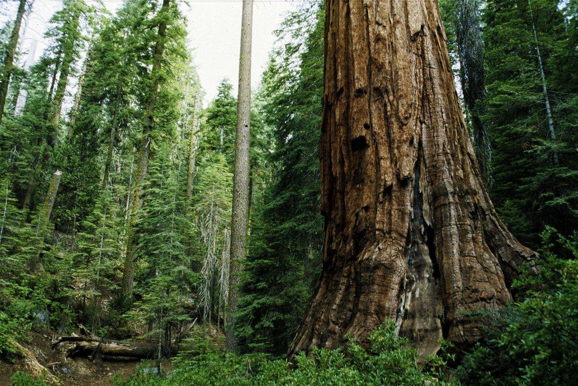 Forestry Wallpapers - Top Free Forestry Backgrounds - WallpaperAccess