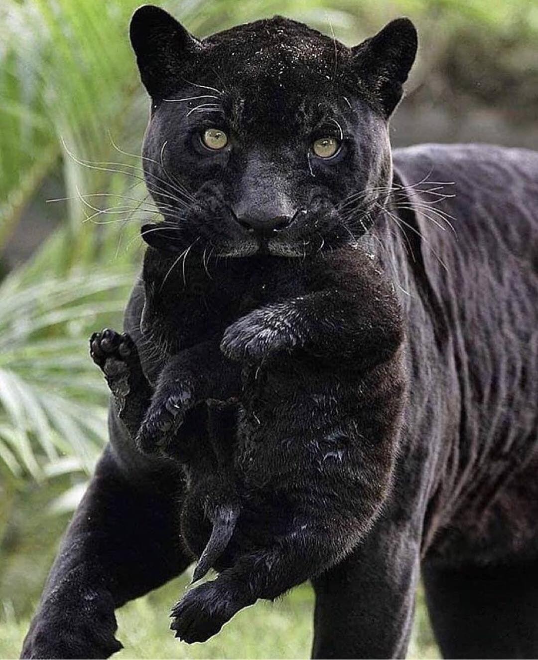 Black Panther Cub Wallpapers - Top Free Black Panther Cub Backgrounds ...