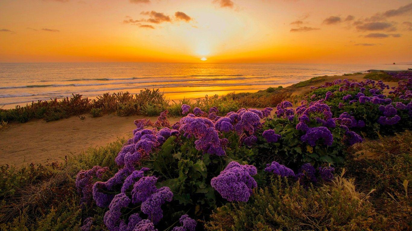 Pacific Beach Wallpapers - Top Free Pacific Beach Backgrounds ...