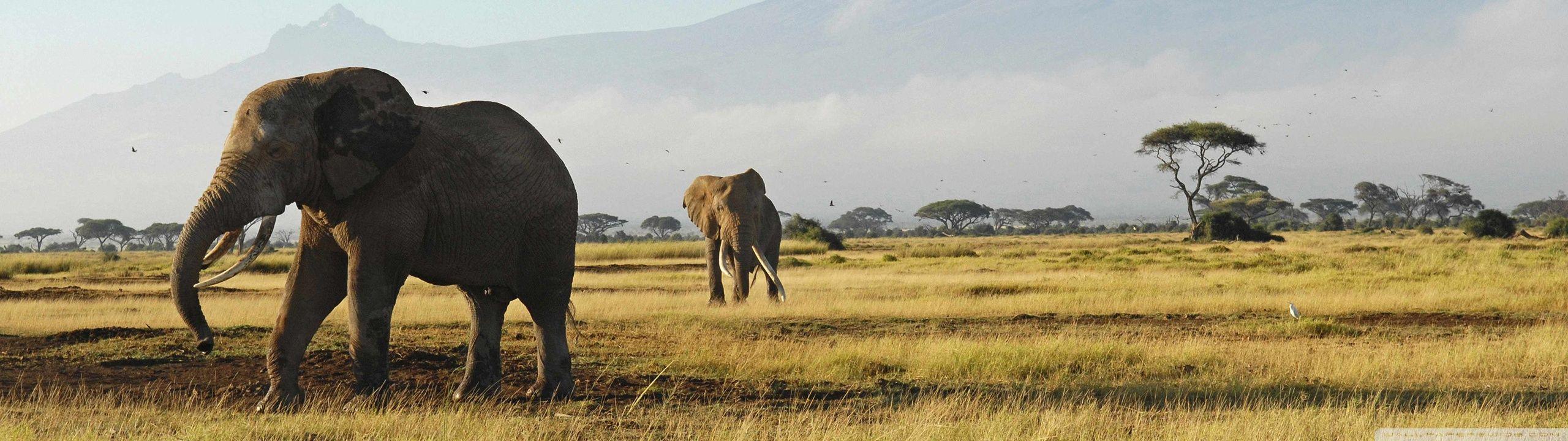 Animal Dual Monitor Wallpapers - Top Free Animal Dual Monitor ...