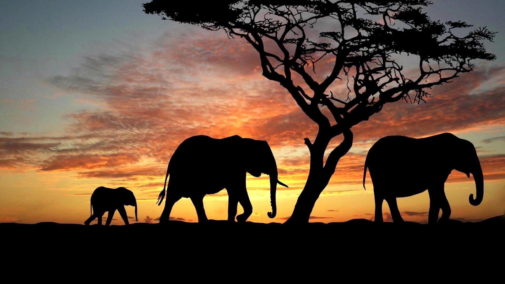 Africa 4K Wallpapers - Top Free Africa 4K Backgrounds - WallpaperAccess