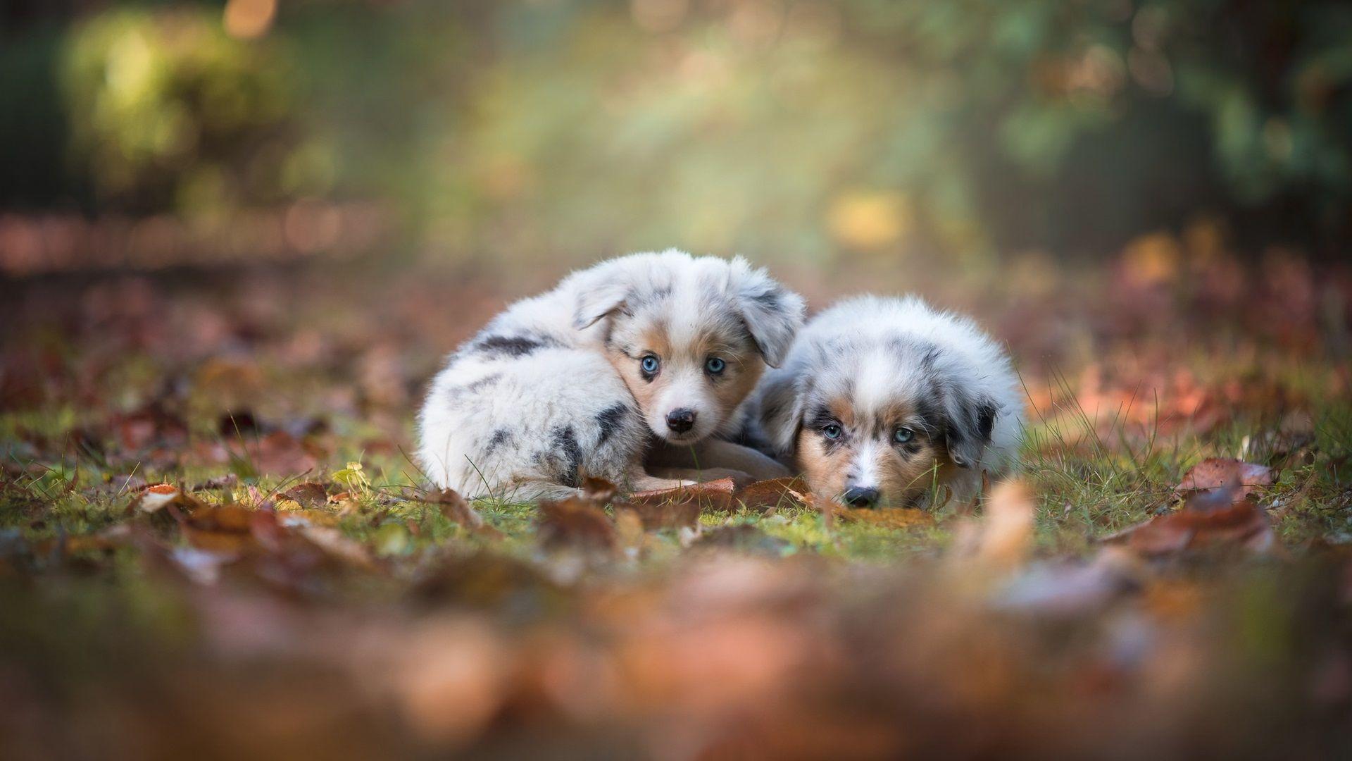 Australian Shepherd Puppy Wallpapers - Top Free Australian Shepherd ...