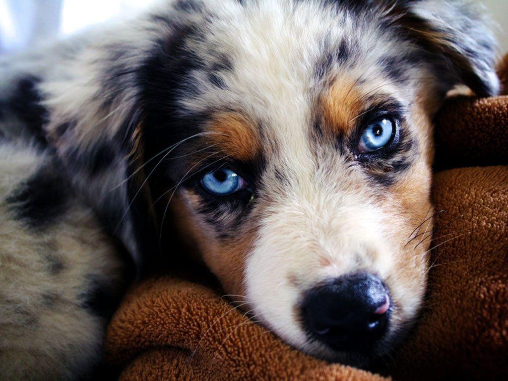 Australian Shepherd Puppy Wallpapers - Top Free Australian Shepherd ...