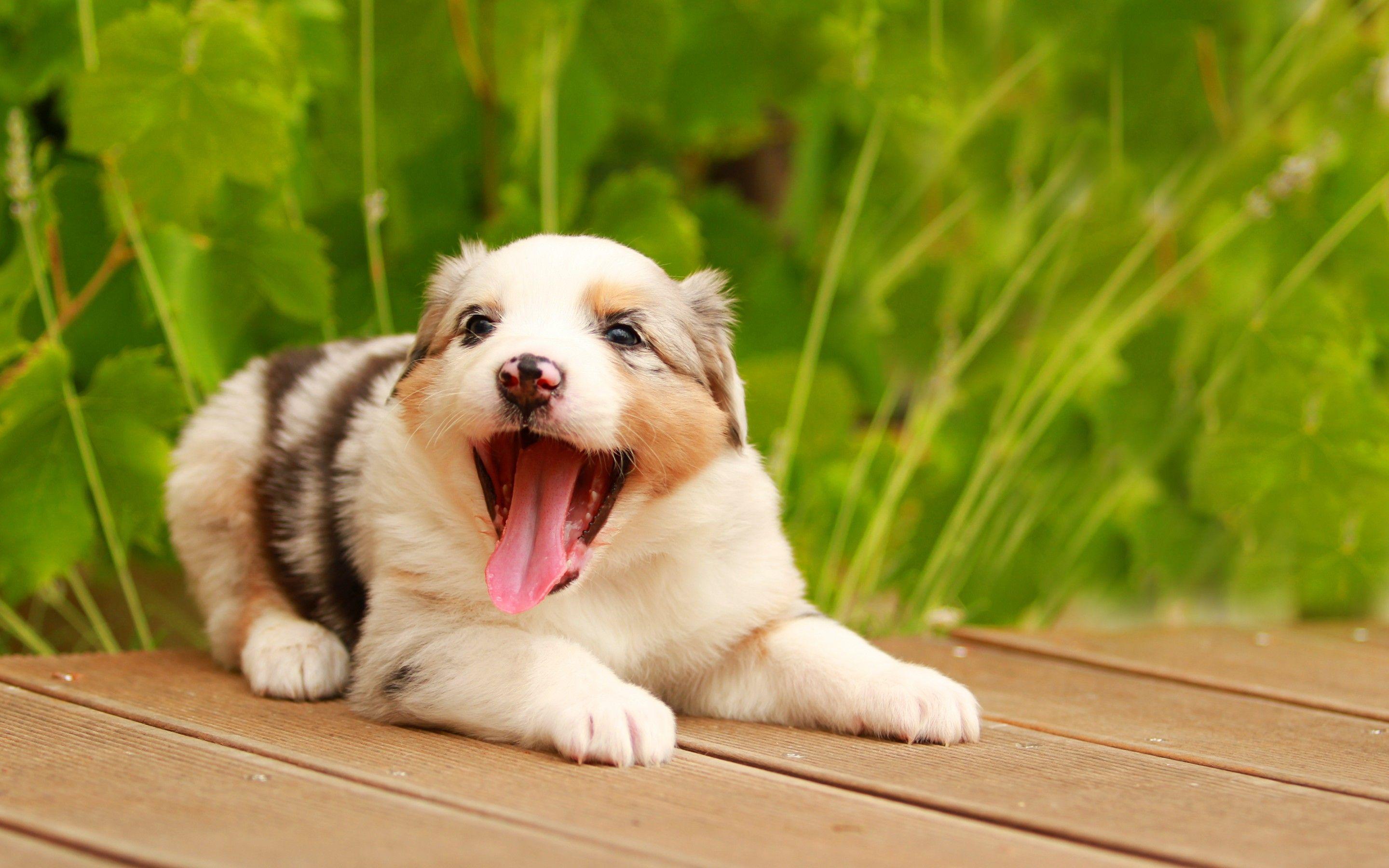 Australian Shepherd Puppy Wallpapers - Top Free Australian Shepherd ...