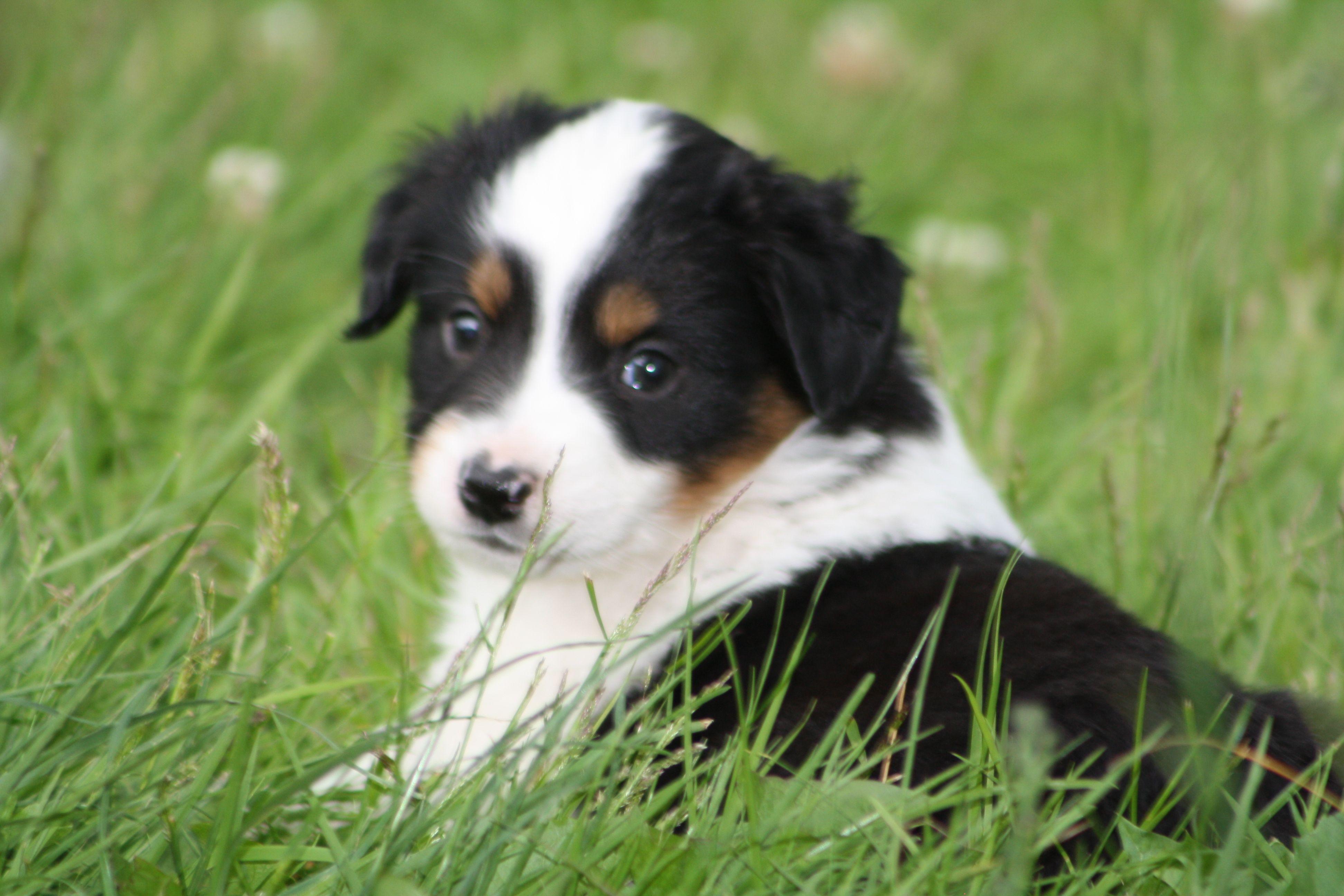 Australian Shepherd Puppy Wallpapers - Top Free Australian Shepherd ...