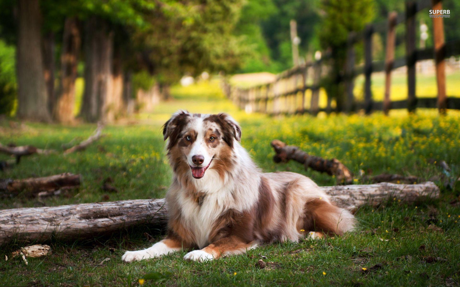 Australian Shepherd Puppy Wallpapers - Top Free Australian Shepherd ...