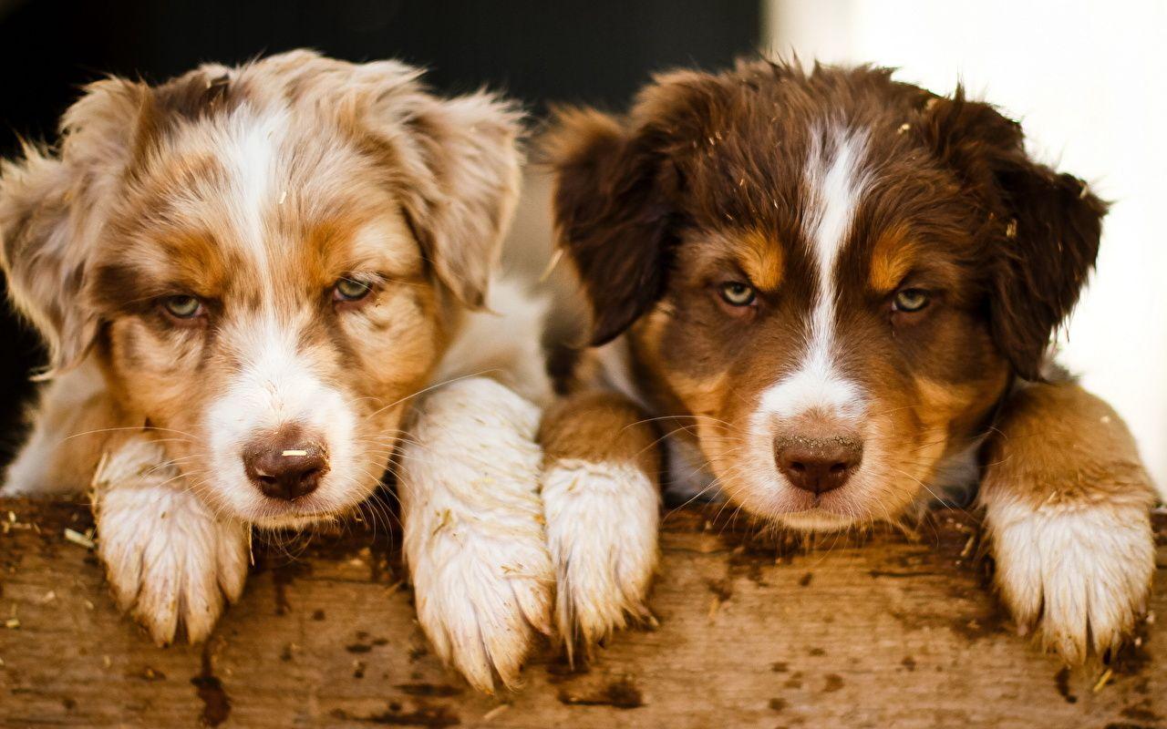 Australian Shepherd Puppy Wallpapers - Top Free Australian Shepherd ...