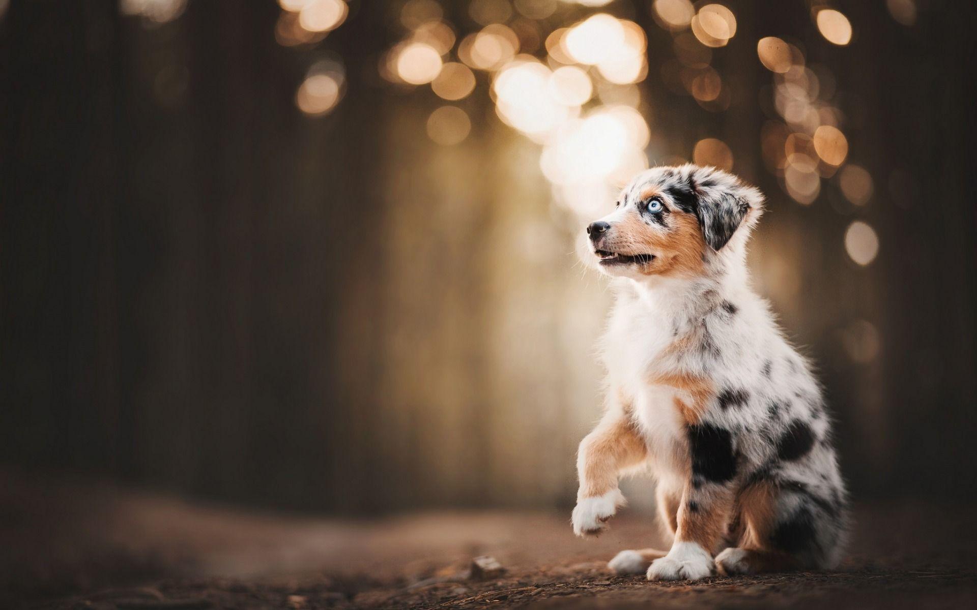 Australian Shepherd Puppy Wallpapers - Top Free Australian Shepherd ...