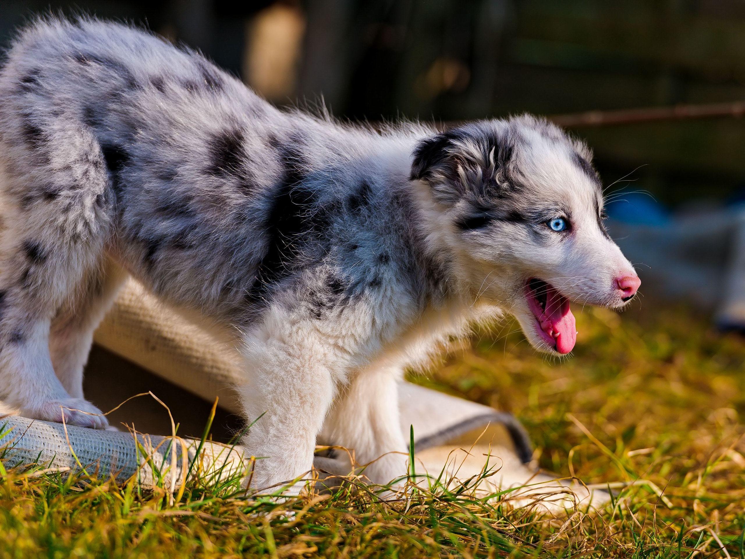 Australian Shepherd Puppy Wallpapers - Top Free Australian Shepherd ...