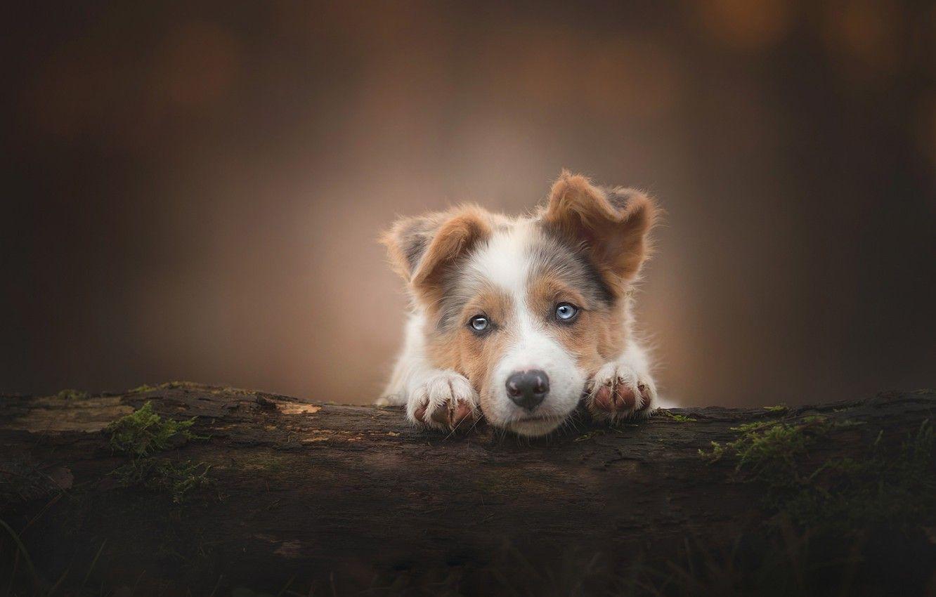 Australian Shepherd Puppy Wallpapers - Top Free Australian Shepherd ...