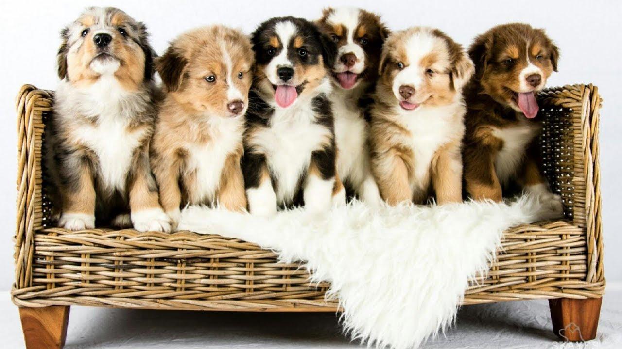 Australian Shepherd Puppy Wallpapers - Top Free Australian Shepherd ...