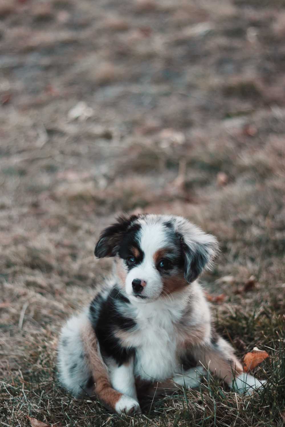 Australian Shepherd Puppy Wallpapers - Top Free Australian Shepherd ...