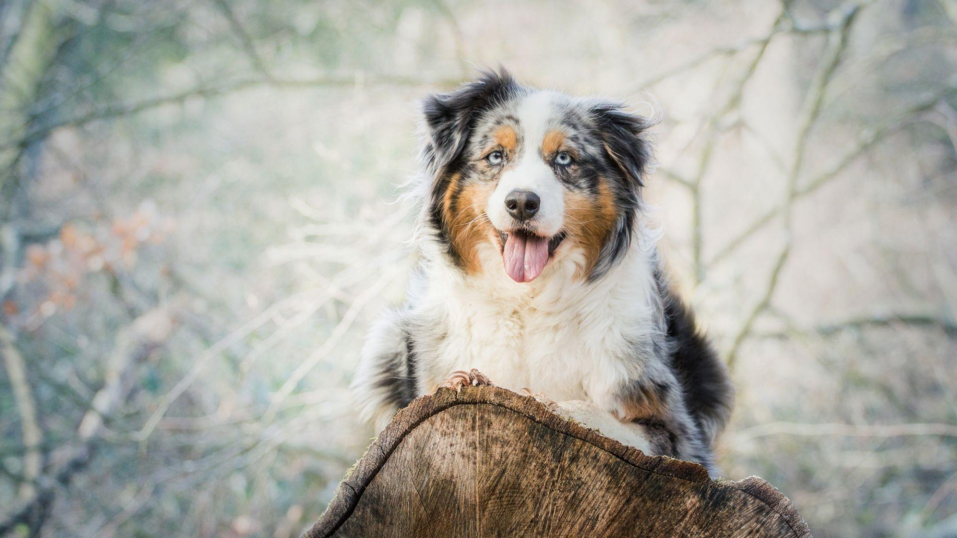 Australian Shepherd Puppy Wallpapers - Top Free Australian Shepherd ...