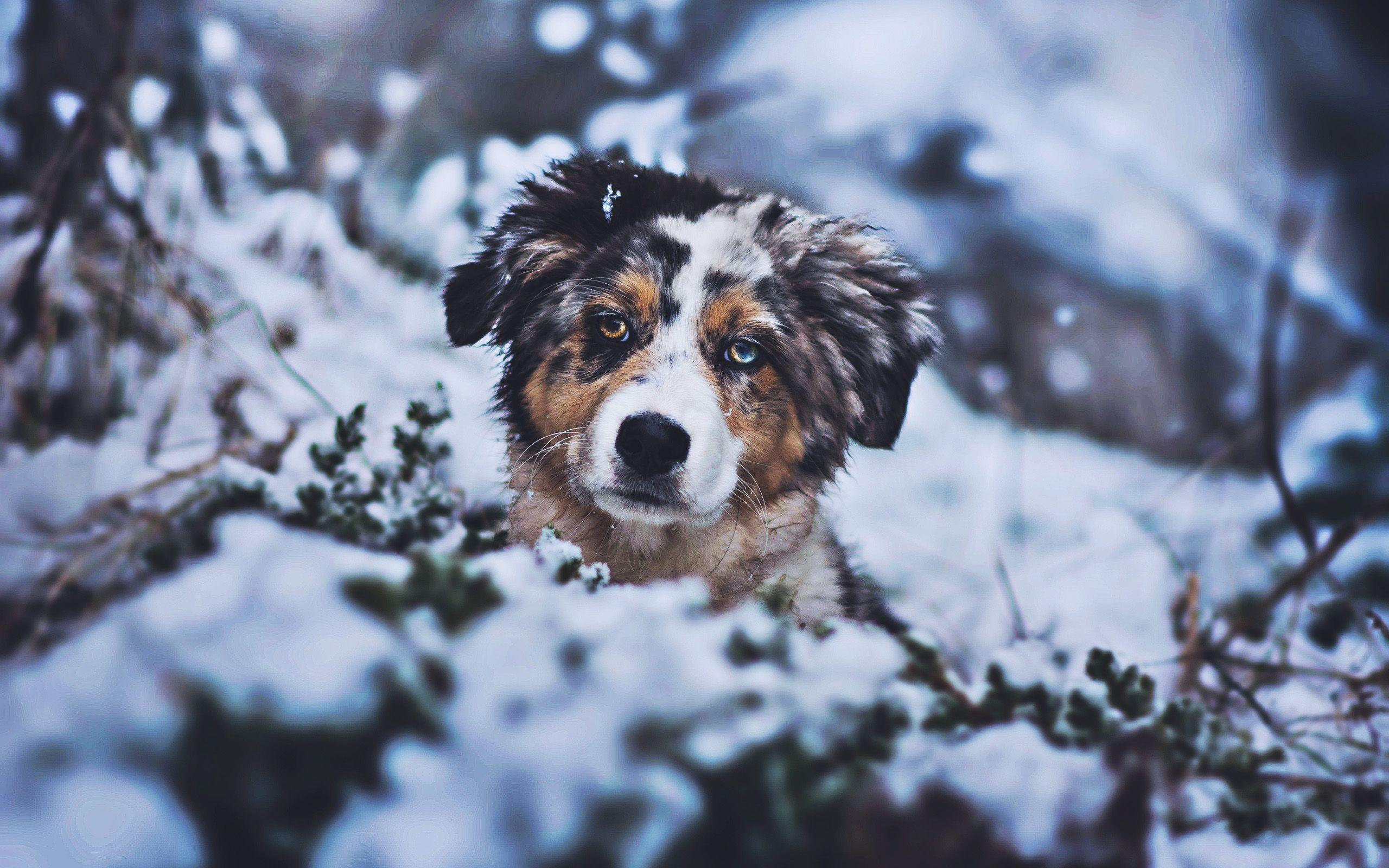Australian Shepherd Puppy Wallpapers - Top Free Australian Shepherd ...