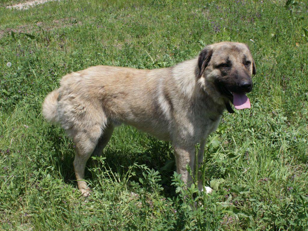 Anatolian Shepherd Wallpapers - Top Free Anatolian Shepherd Backgrounds ...