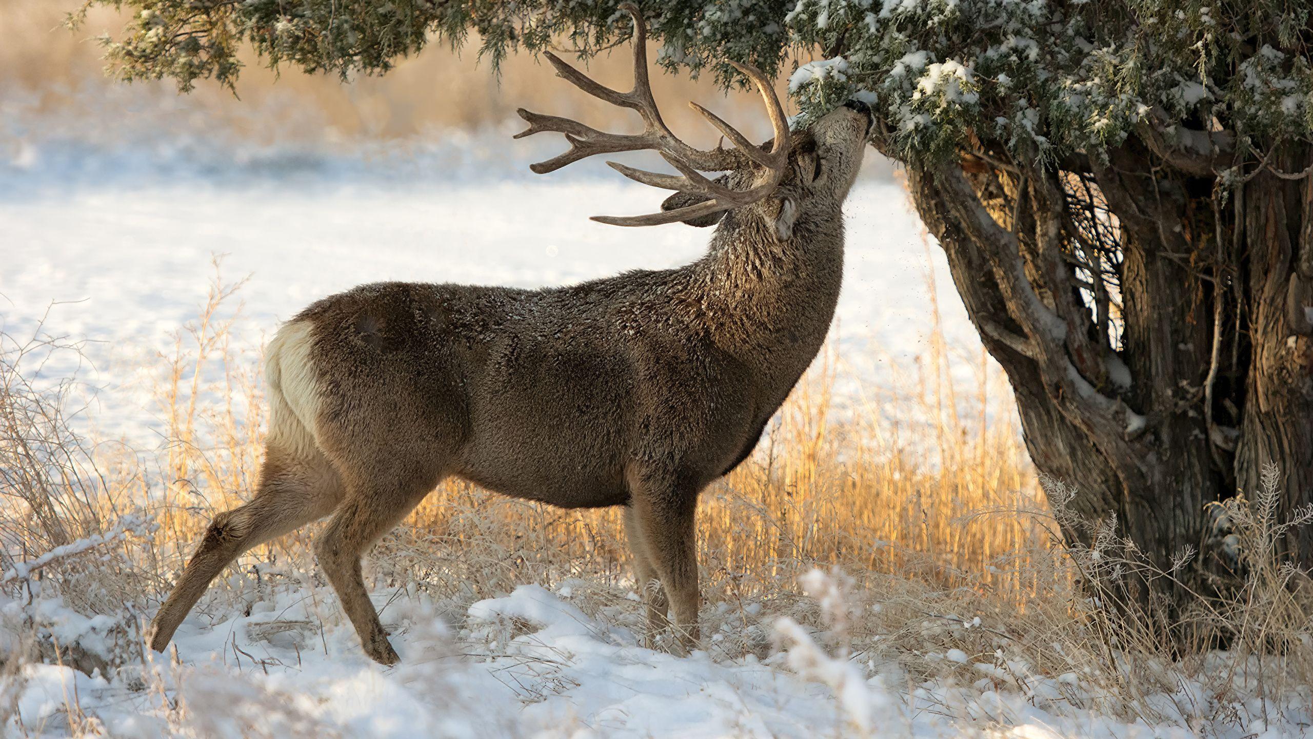 Snow Deer Wallpapers - Top Free Snow Deer Backgrounds - WallpaperAccess