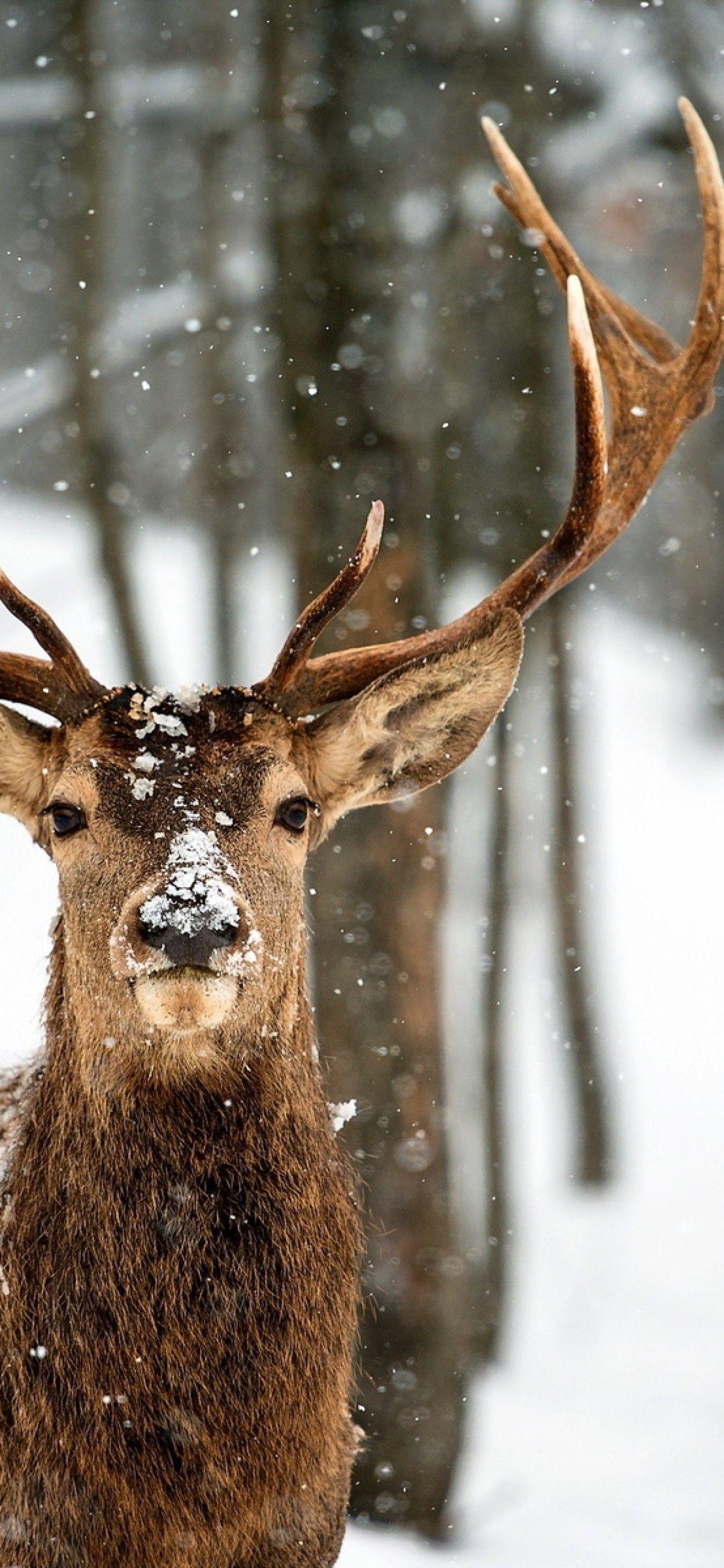 Snow Deer Wallpapers - Top Free Snow Deer Backgrounds - WallpaperAccess