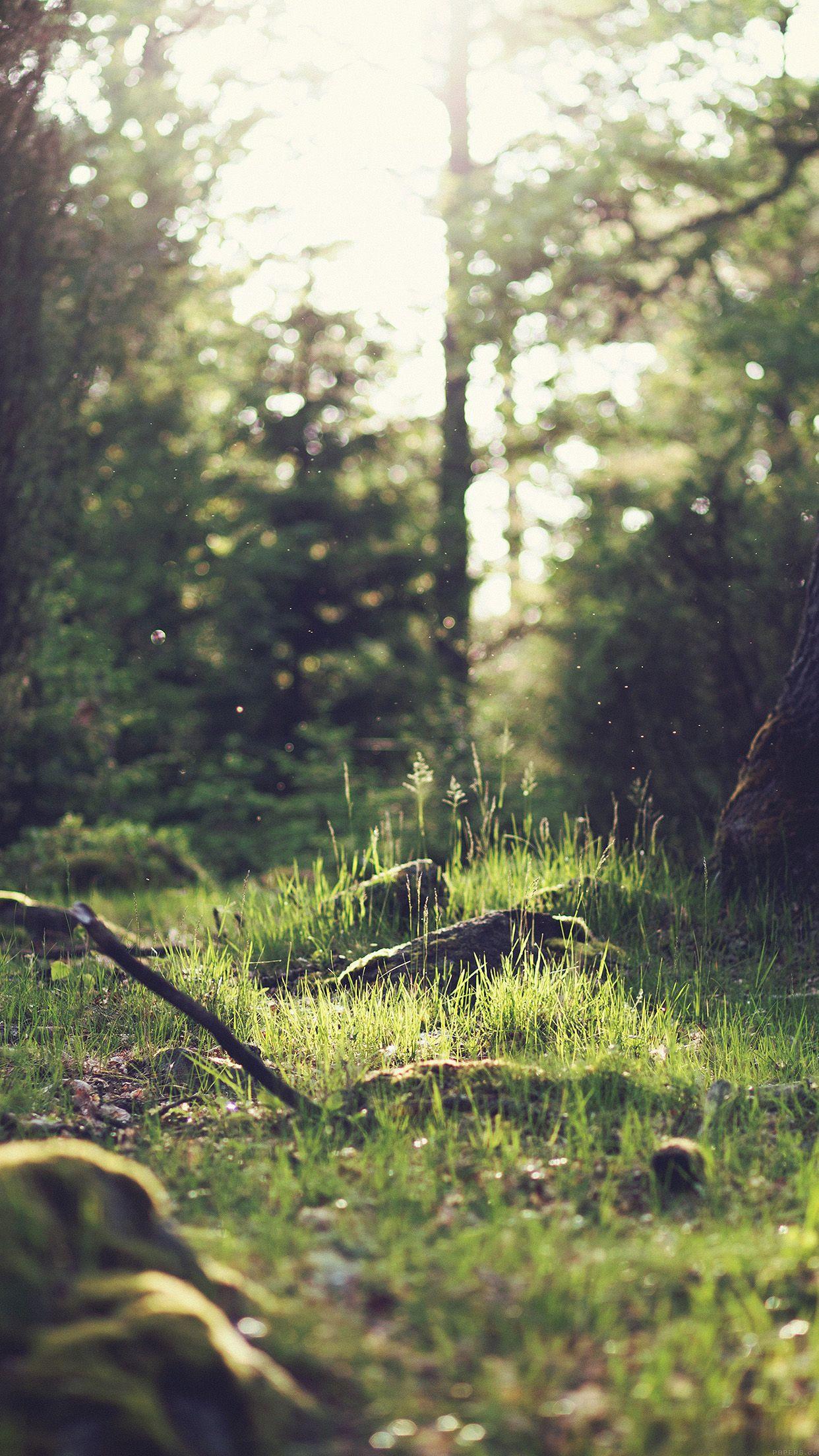 Forest HD iPhone Wallpapers - Top Free Forest HD iPhone Backgrounds ...