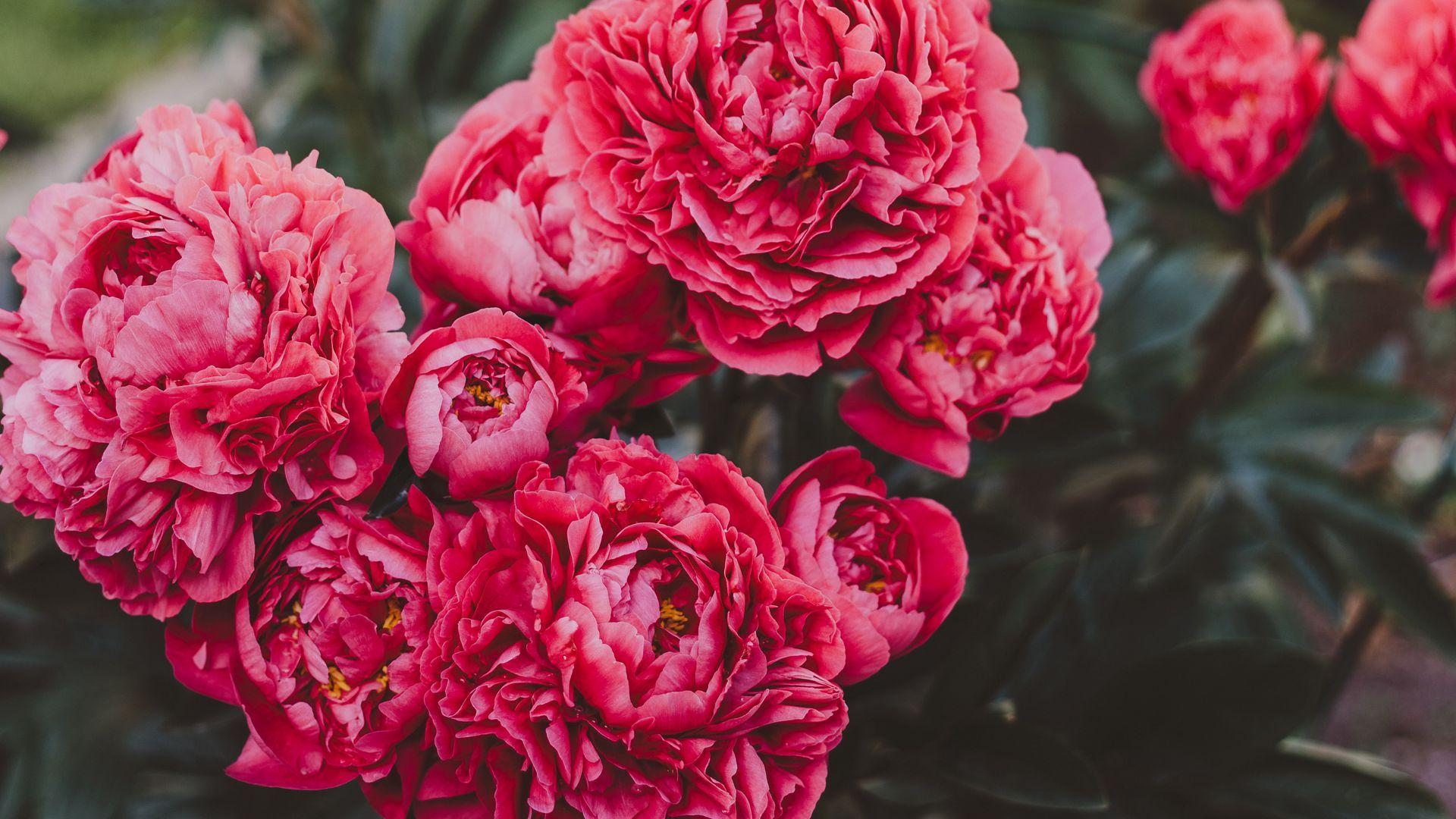 Peonies HD Wallpapers - Top Free Peonies HD Backgrounds - WallpaperAccess