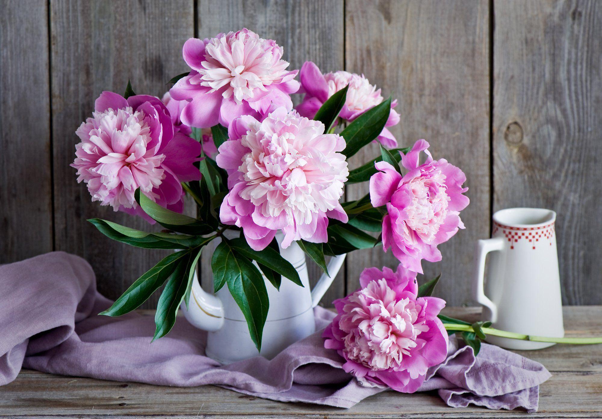 Peonies HD Wallpapers - Top Free Peonies HD Backgrounds - WallpaperAccess