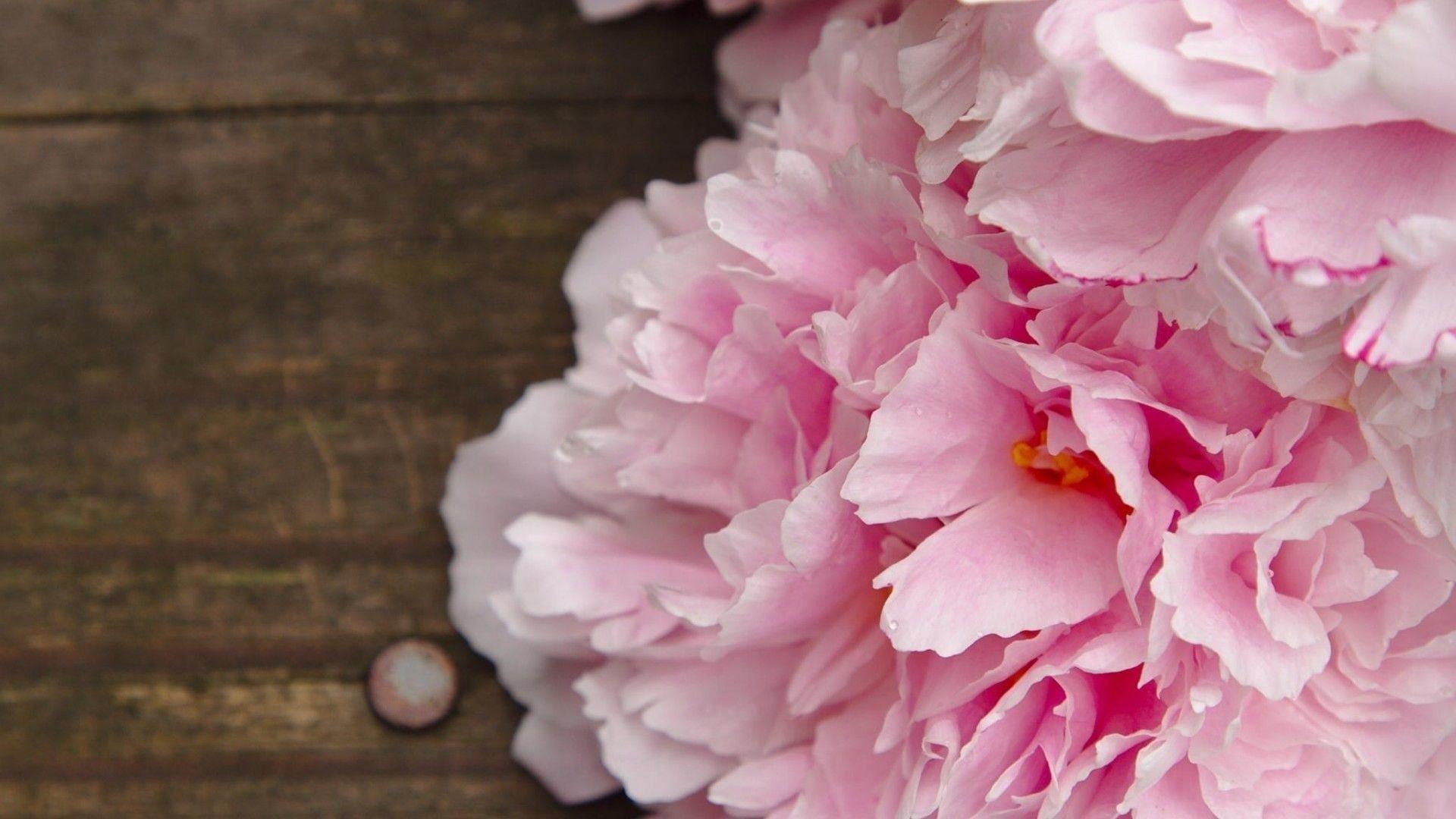 Peonies HD Wallpapers - Top Free Peonies HD Backgrounds - WallpaperAccess