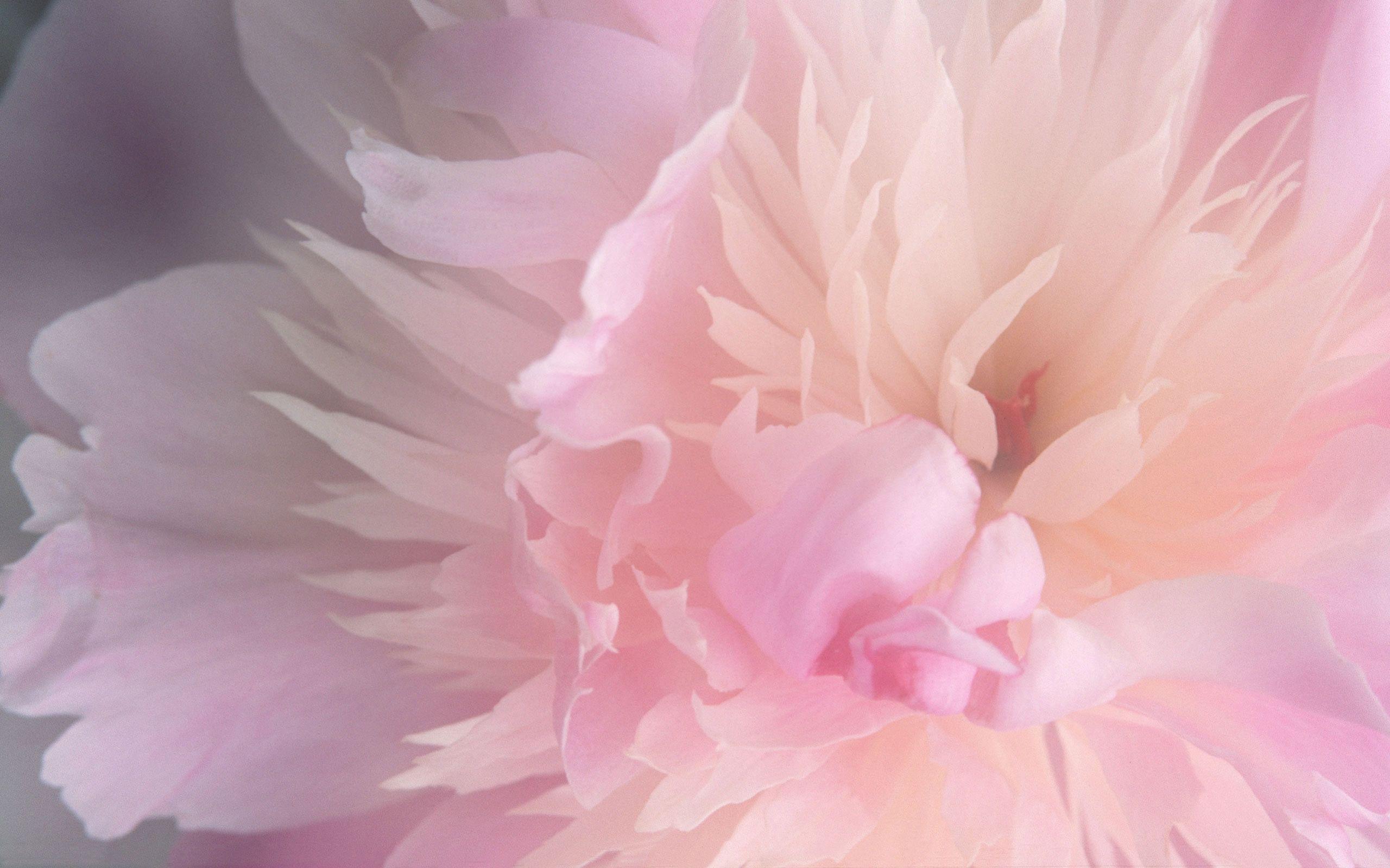 Peonies HD Wallpapers - Top Free Peonies HD Backgrounds - WallpaperAccess