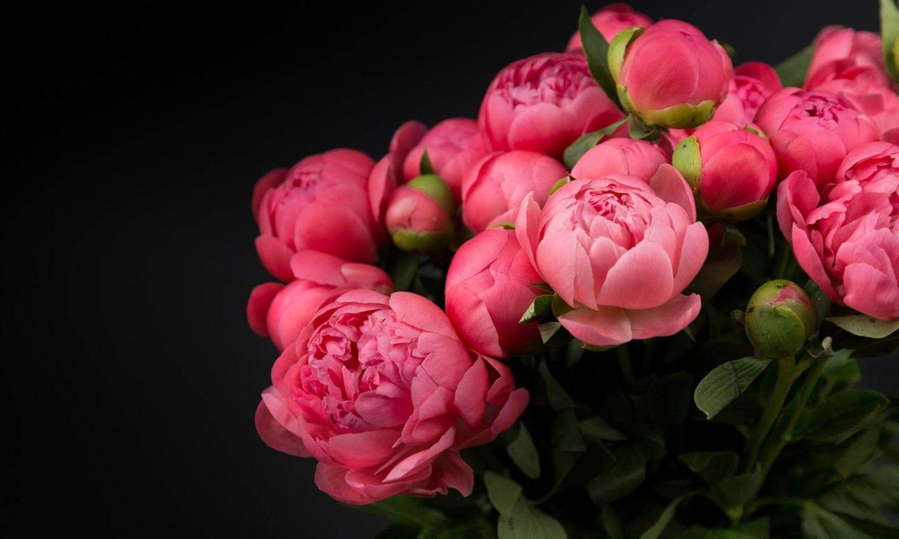Peonies HD Wallpapers - Top Free Peonies HD Backgrounds - WallpaperAccess