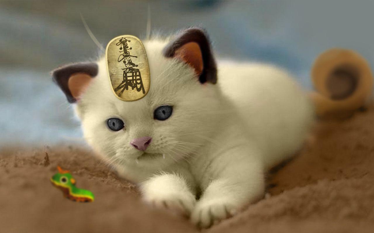 Meowth Wallpapers - Top Free Meowth Backgrounds - WallpaperAccess