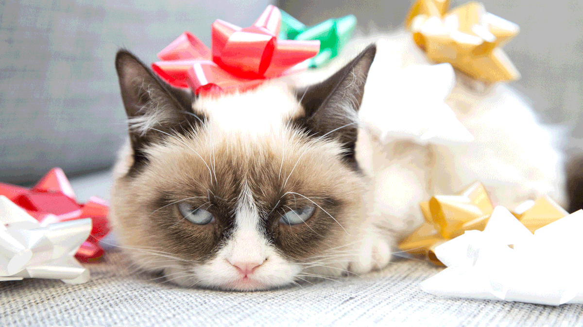 Grumpy Cat Christmas Wallpapers - Top Free Grumpy Cat Christmas Backgrounds - WallpaperAccess