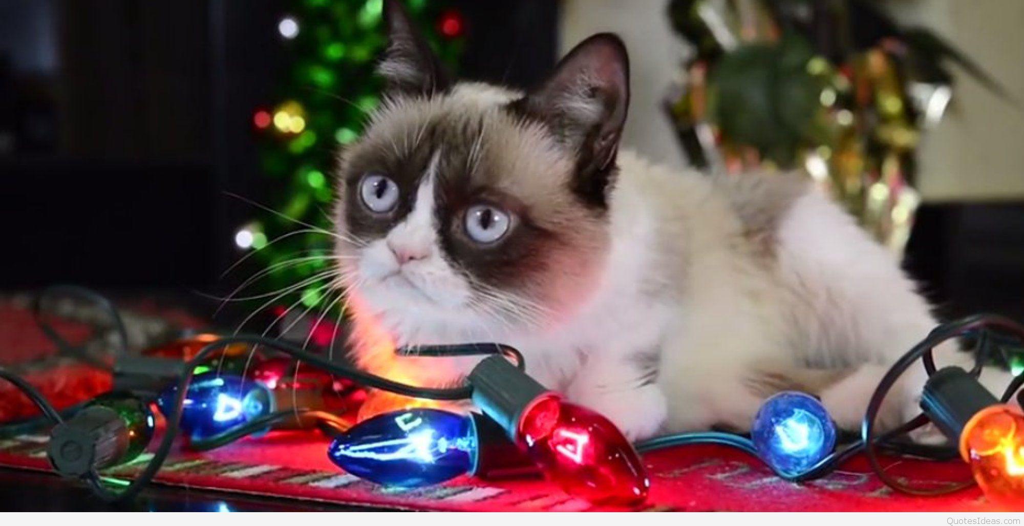 Grumpy Cat Christmas Wallpapers - Top Free Grumpy Cat Christmas ...