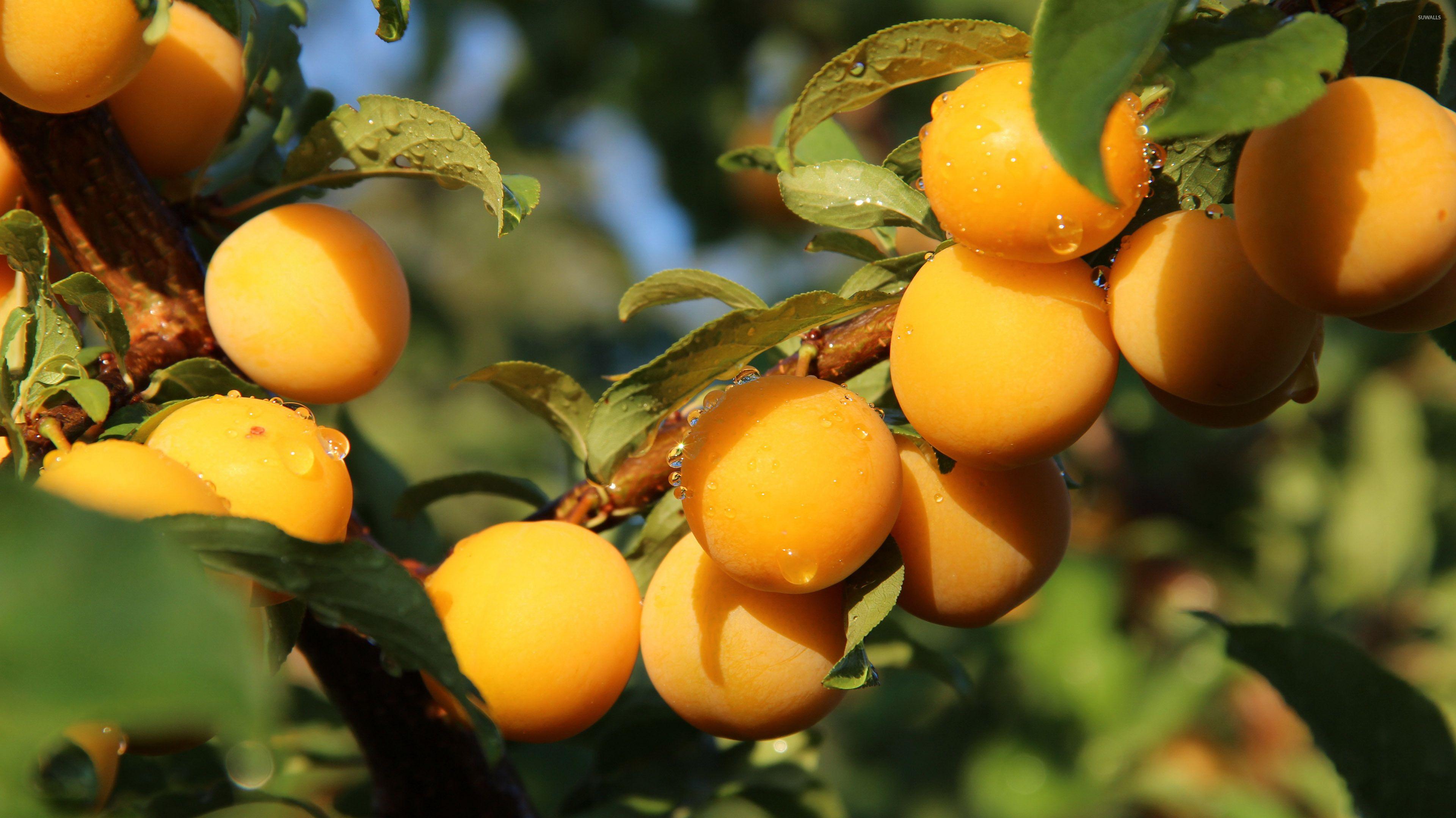 Apricot Wallpapers - Top Free Apricot Backgrounds - WallpaperAccess