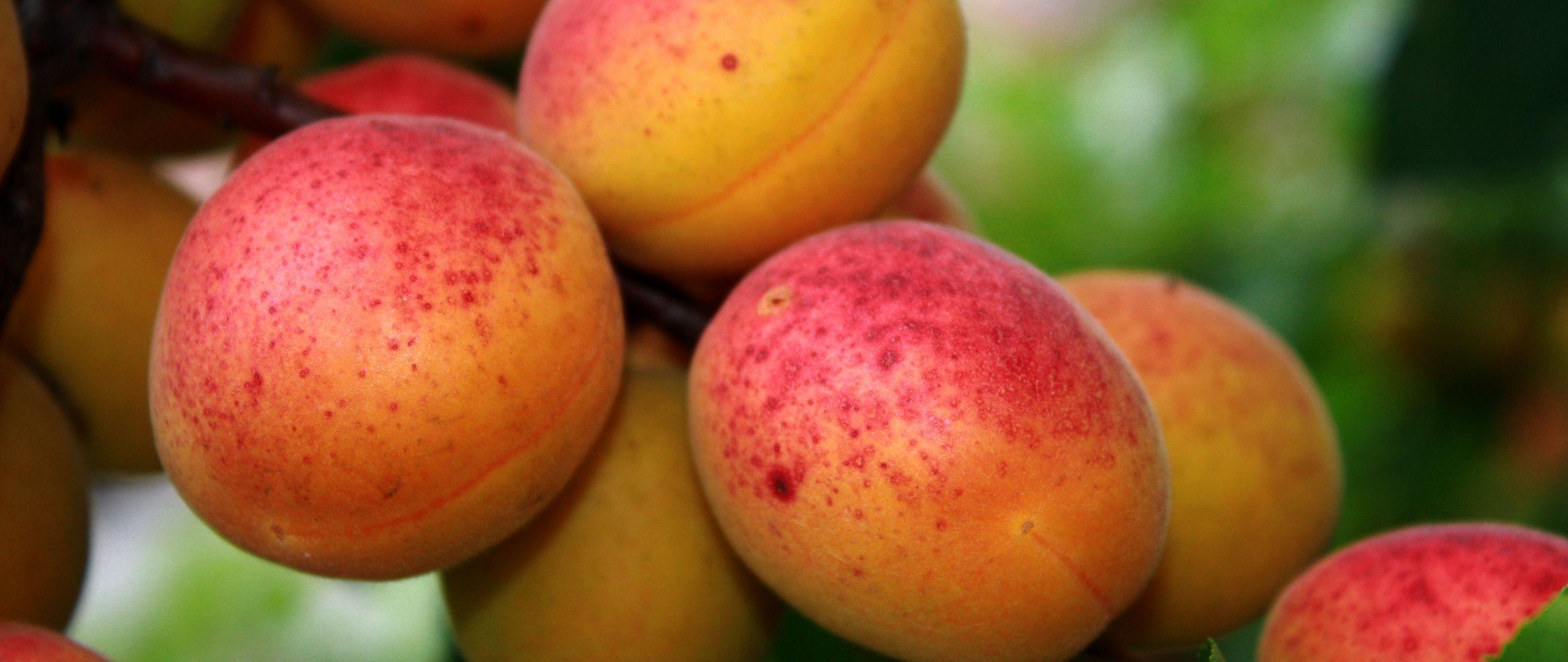 Apricot Wallpapers - Top Free Apricot Backgrounds - WallpaperAccess