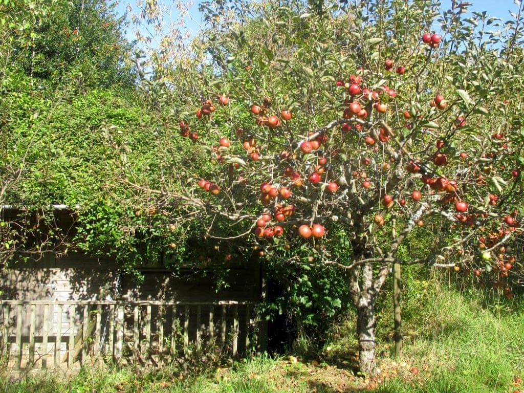 Fruit Garden Wallpapers - Top Free Fruit Garden Backgrounds ...