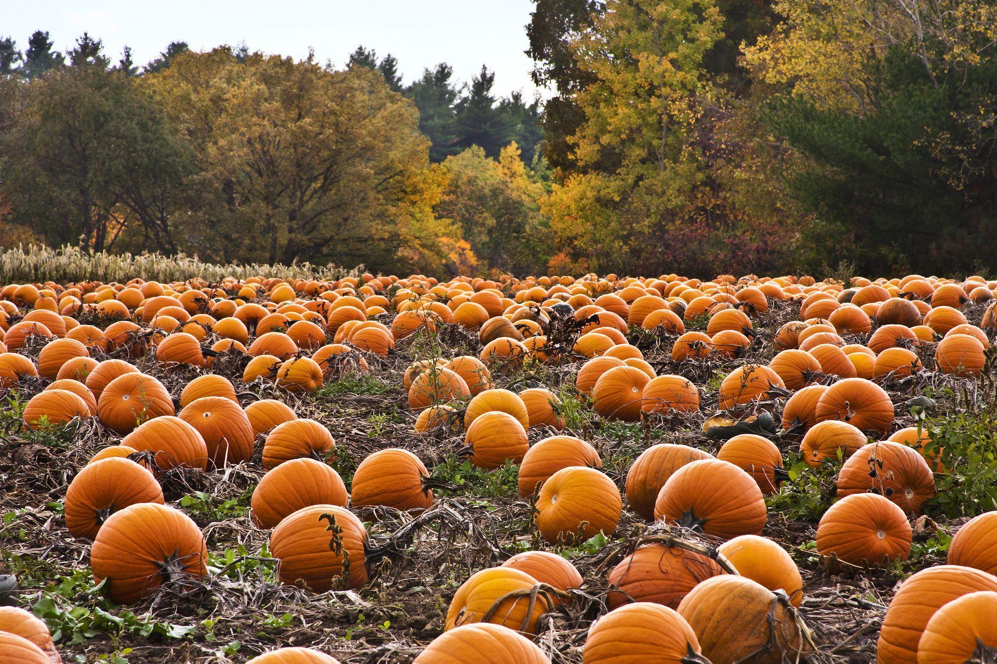 Pumpkin Patch Wallpapers - Top Free Pumpkin Patch Backgrounds ...