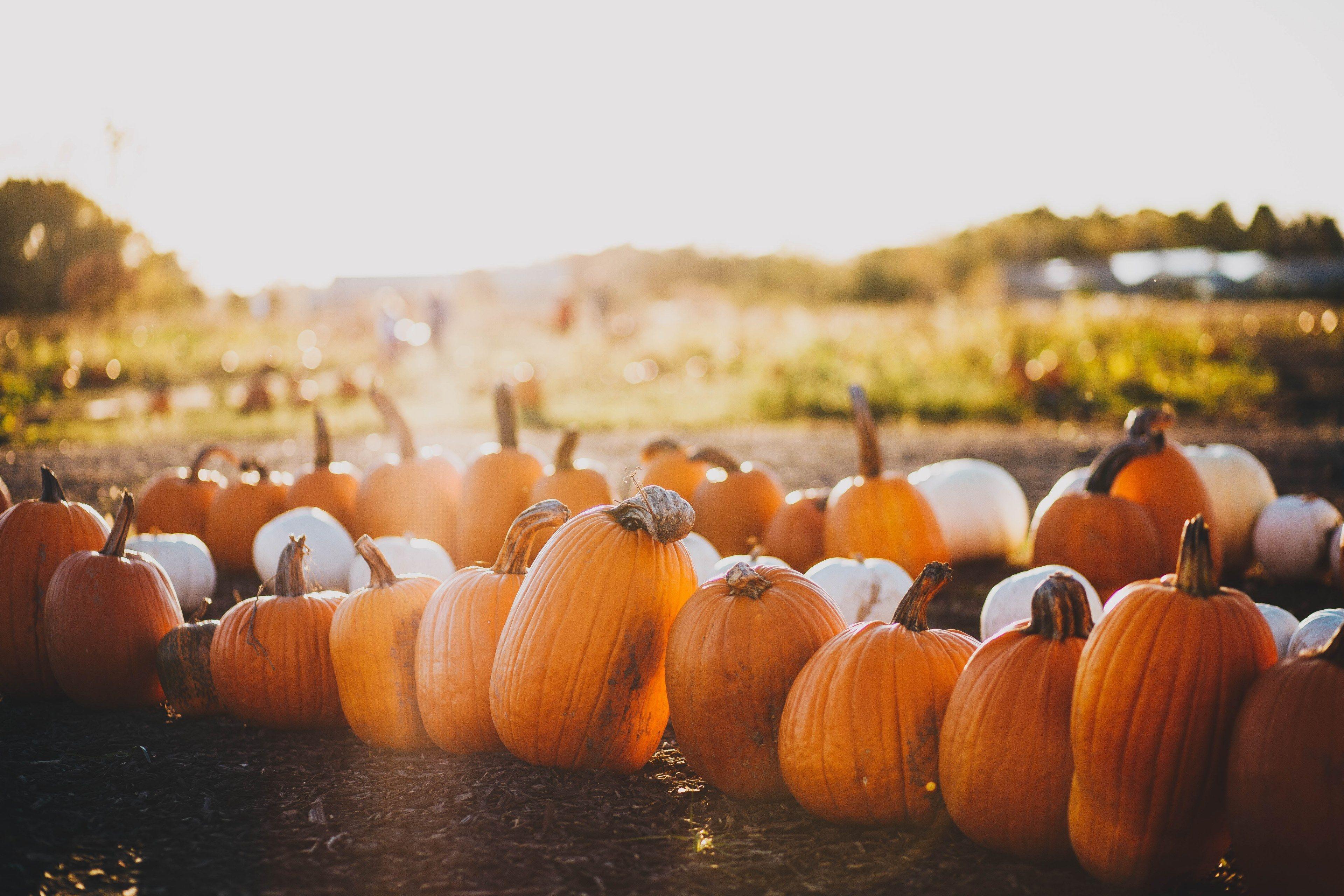 Pumpkin Patch Wallpapers - Top Free Pumpkin Patch Backgrounds - WallpaperAccess
