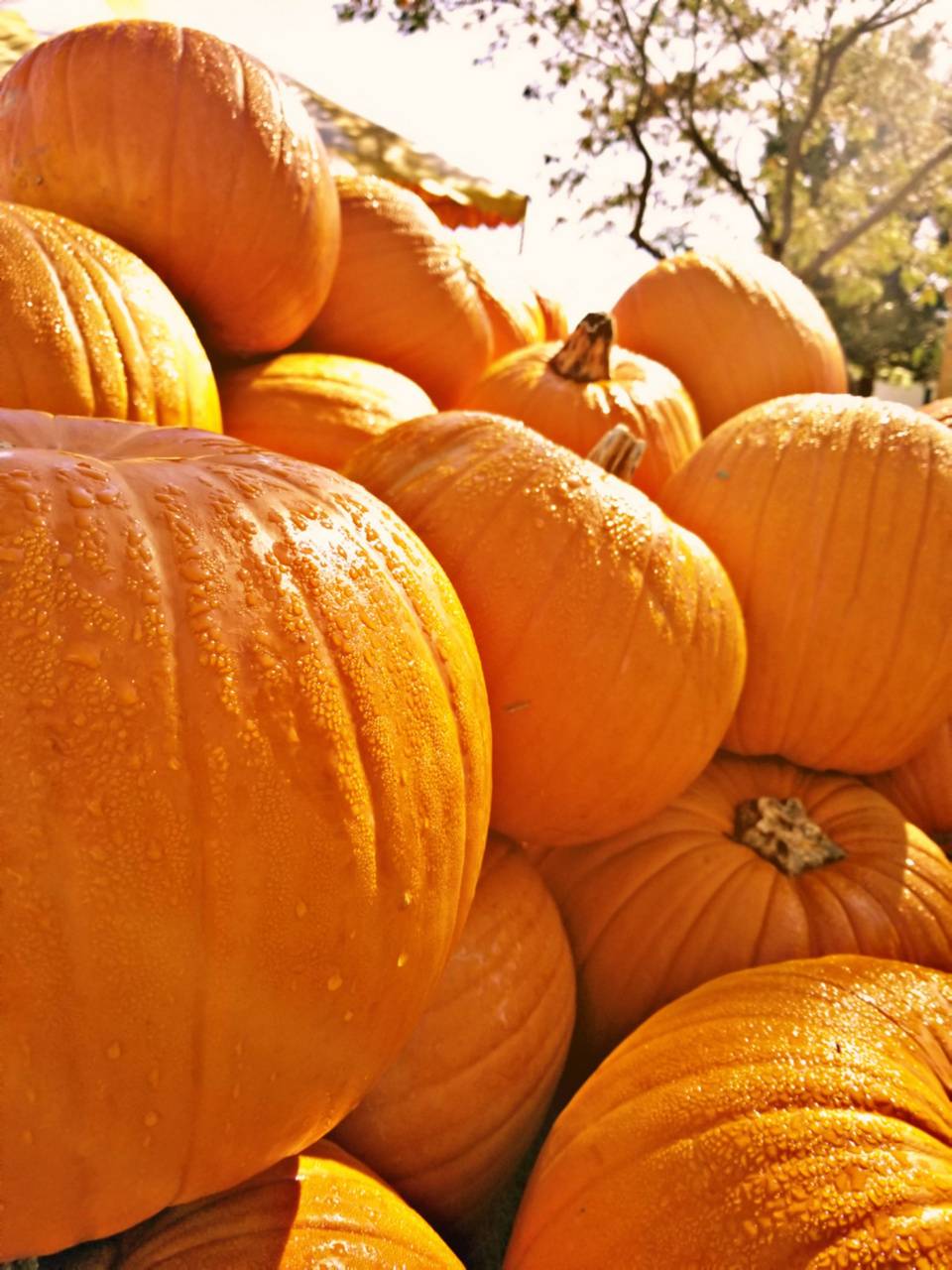 Pumpkin Patch Wallpapers - Top Free Pumpkin Patch Backgrounds ...