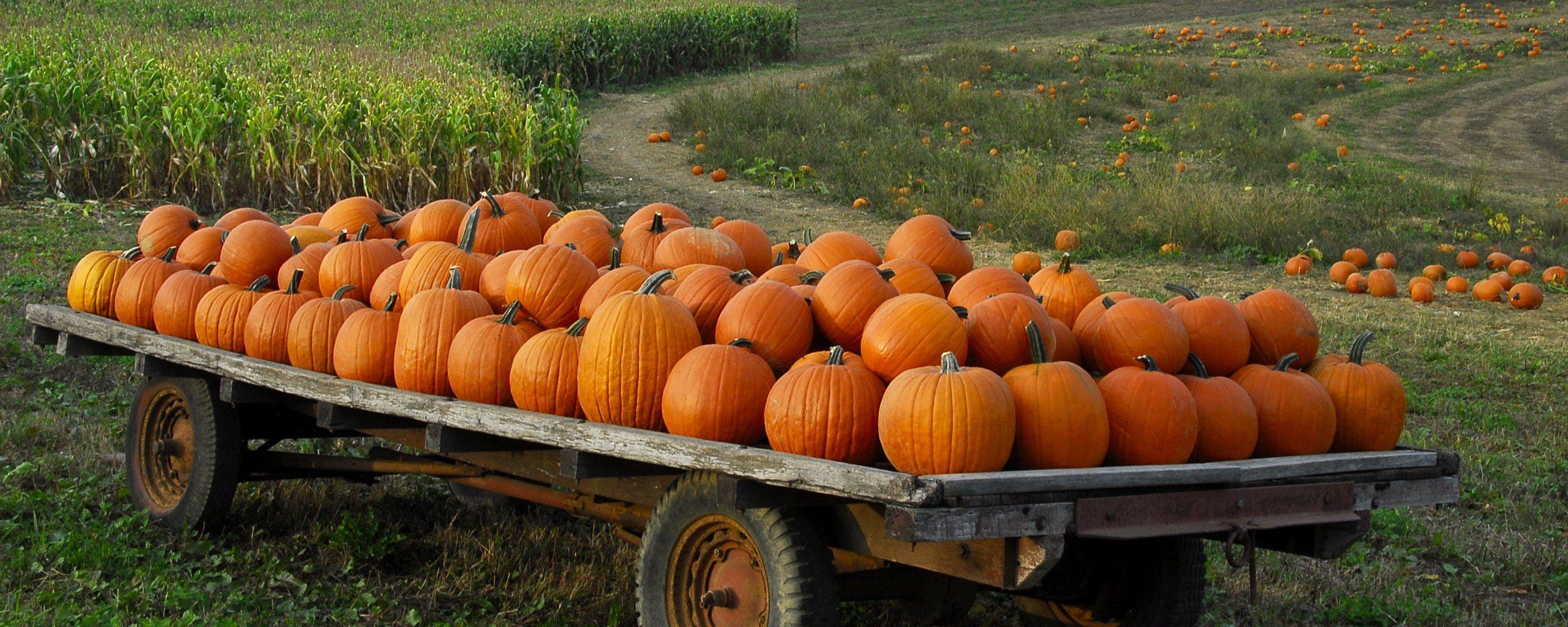 Pumpkin Patch Wallpapers - Top Free Pumpkin Patch Backgrounds ...