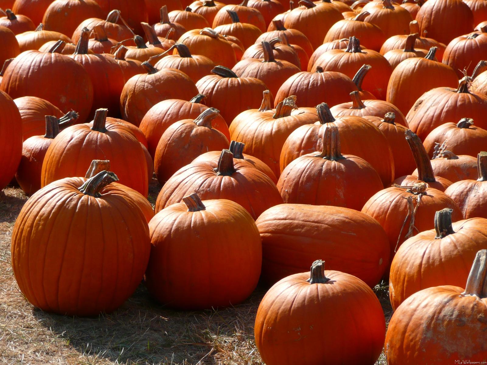 Pumpkin Patch Wallpapers - Top Free Pumpkin Patch Backgrounds - WallpaperAccess