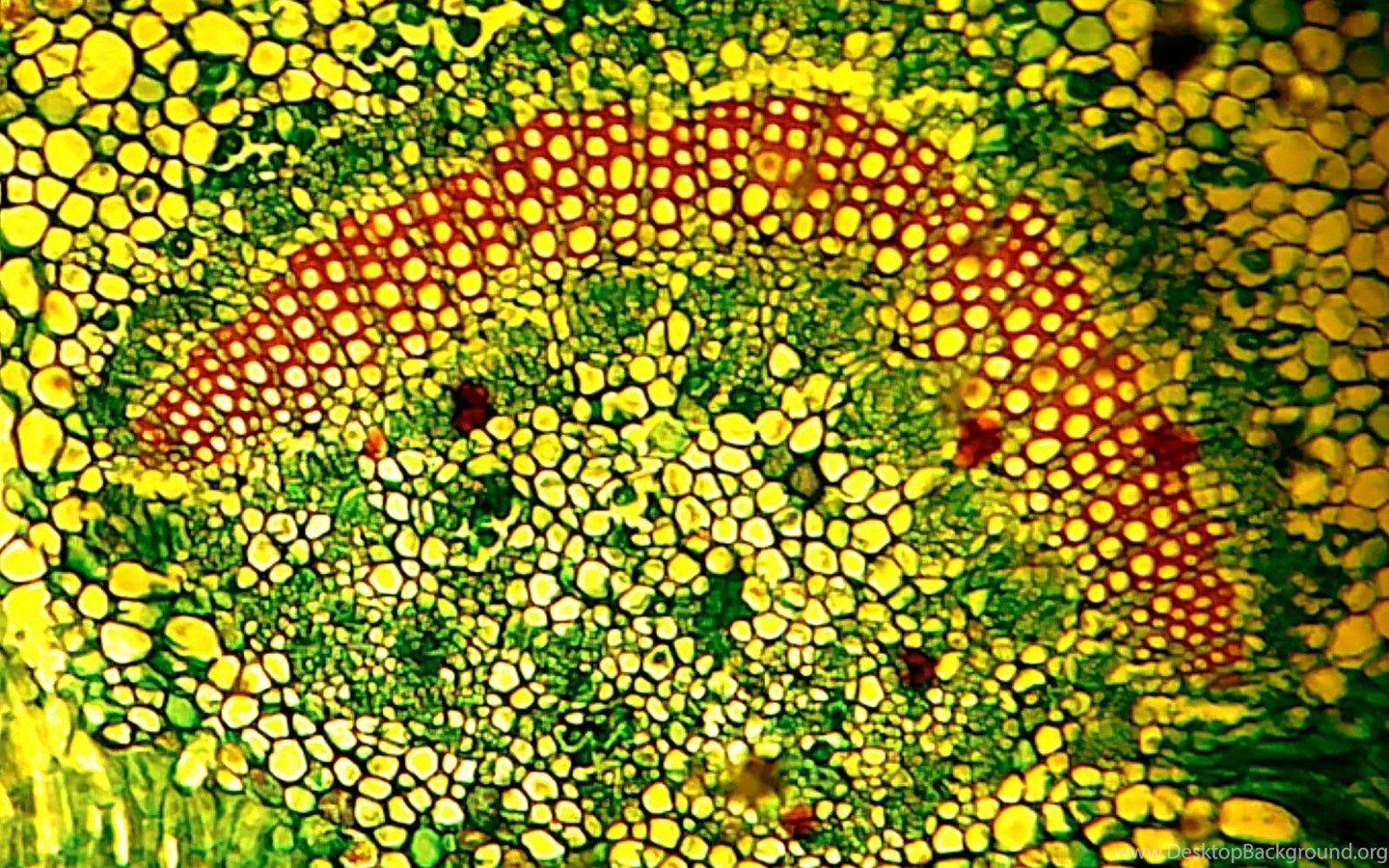 Human Cell Wallpapers - Top Free Human Cell Backgrounds - WallpaperAccess