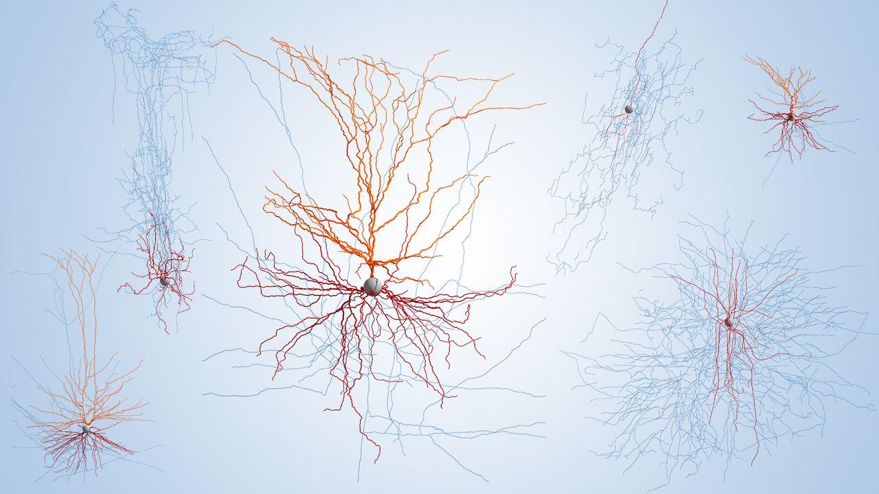 Brain Neuron Wallpapers - Top Free Brain Neuron Backgrounds ...